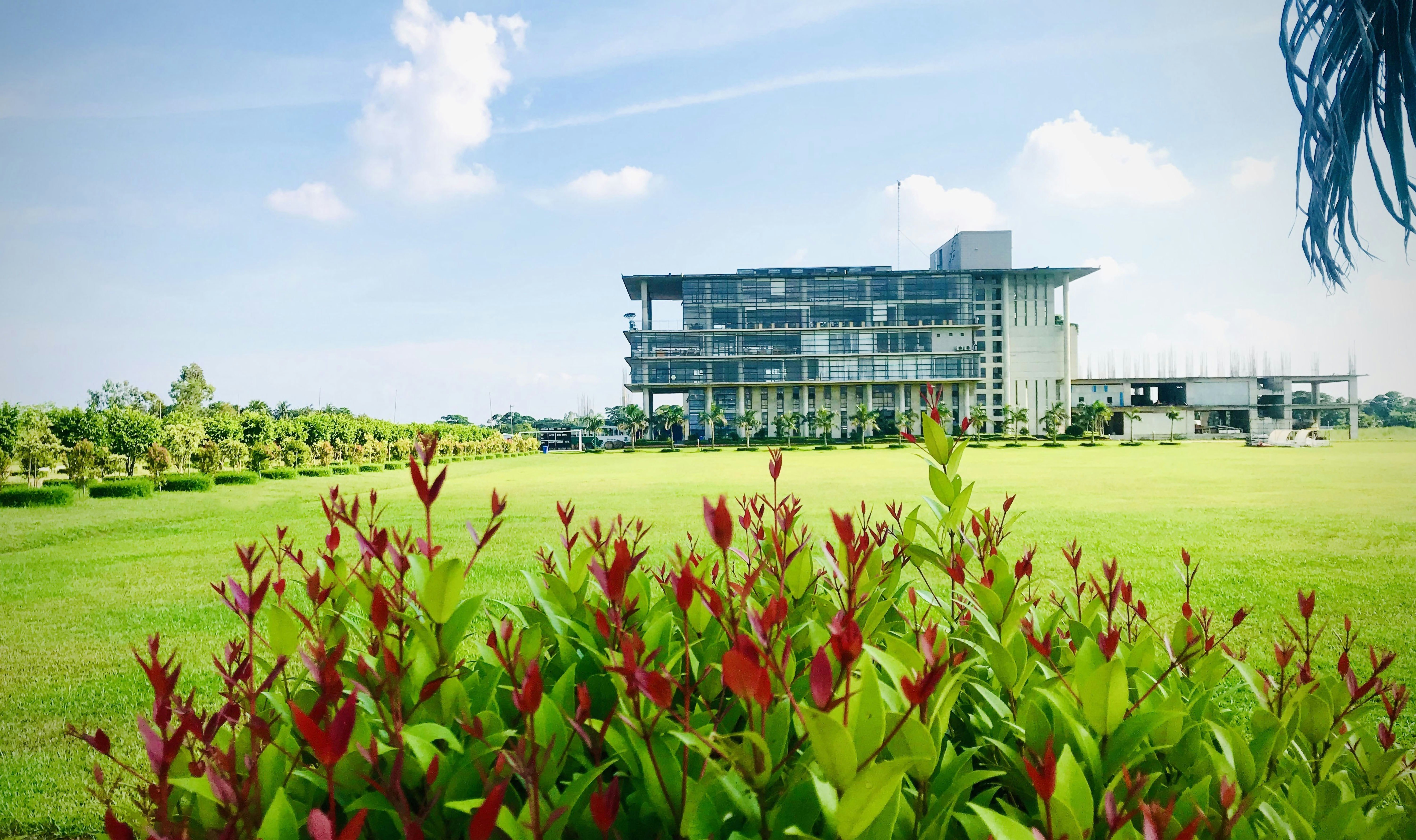 Glass-and-grass Vista: Modern Building Framed by Crimson-tipped Shrubs