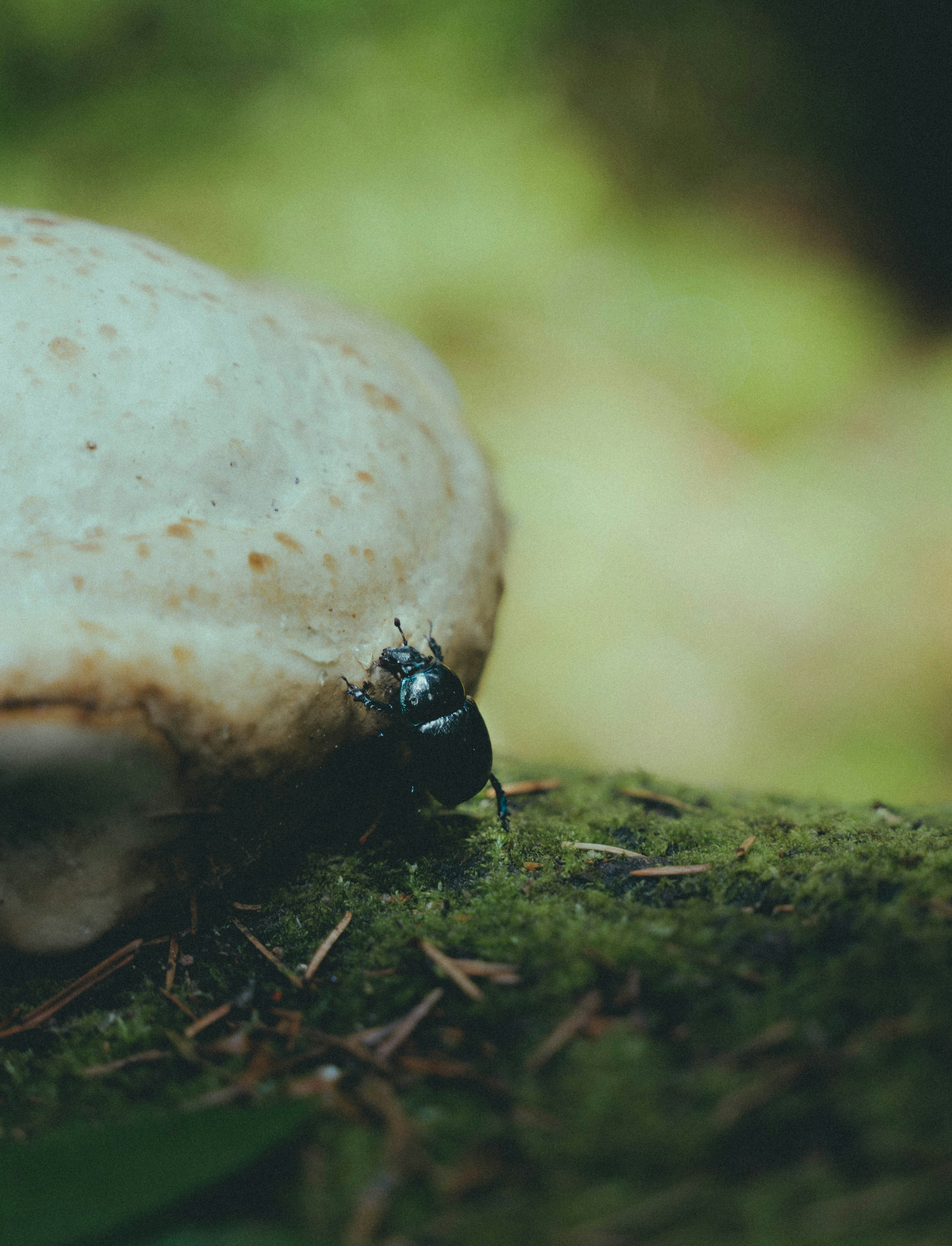 Mossy Perimeter: A Beetle by the Mushroom