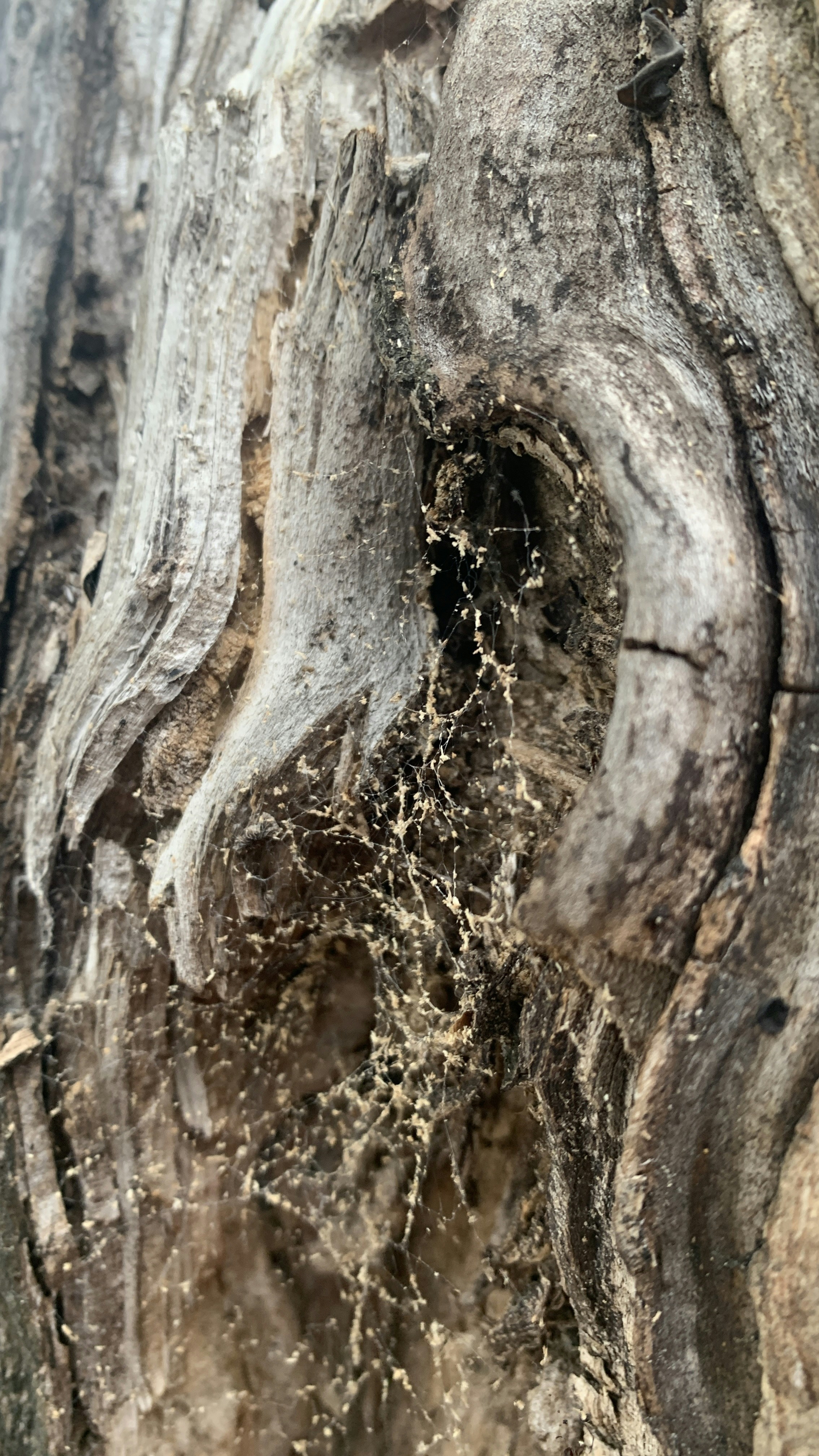Veins of Time: Hollowed Bark and Its Fibrous Crevices