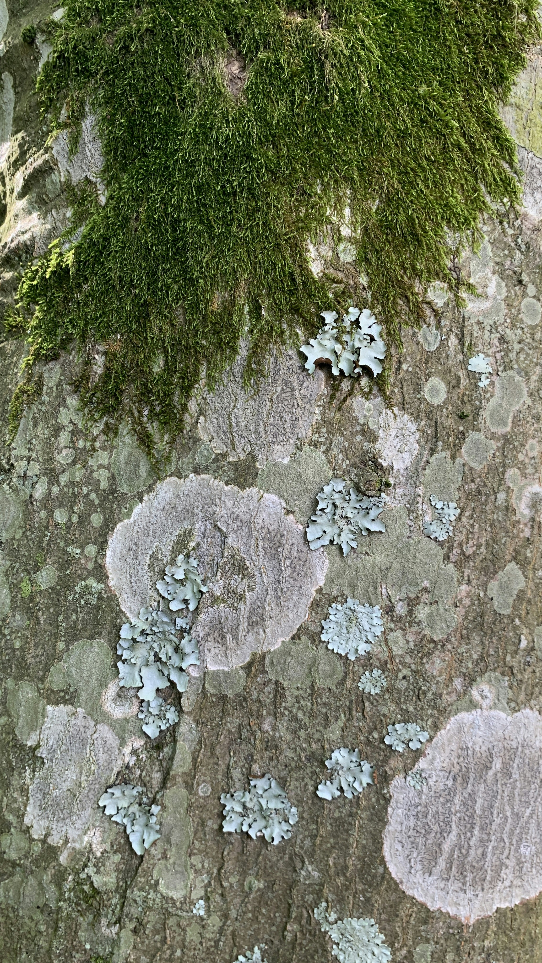 Moss Veil Over Weathered Rock with Ring-Lichen Patterns