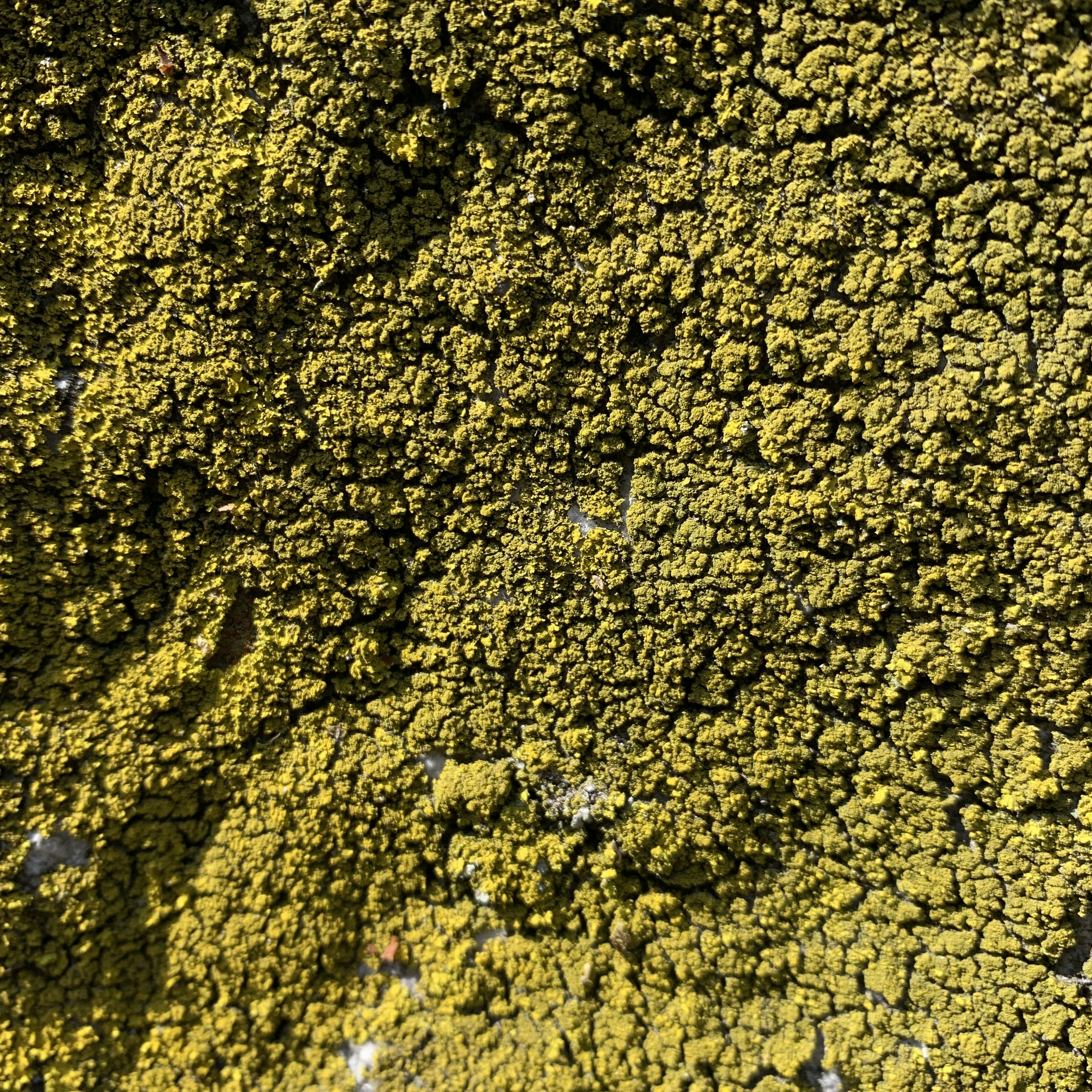 Golden Lichen Cathedral on Weathered Stone
