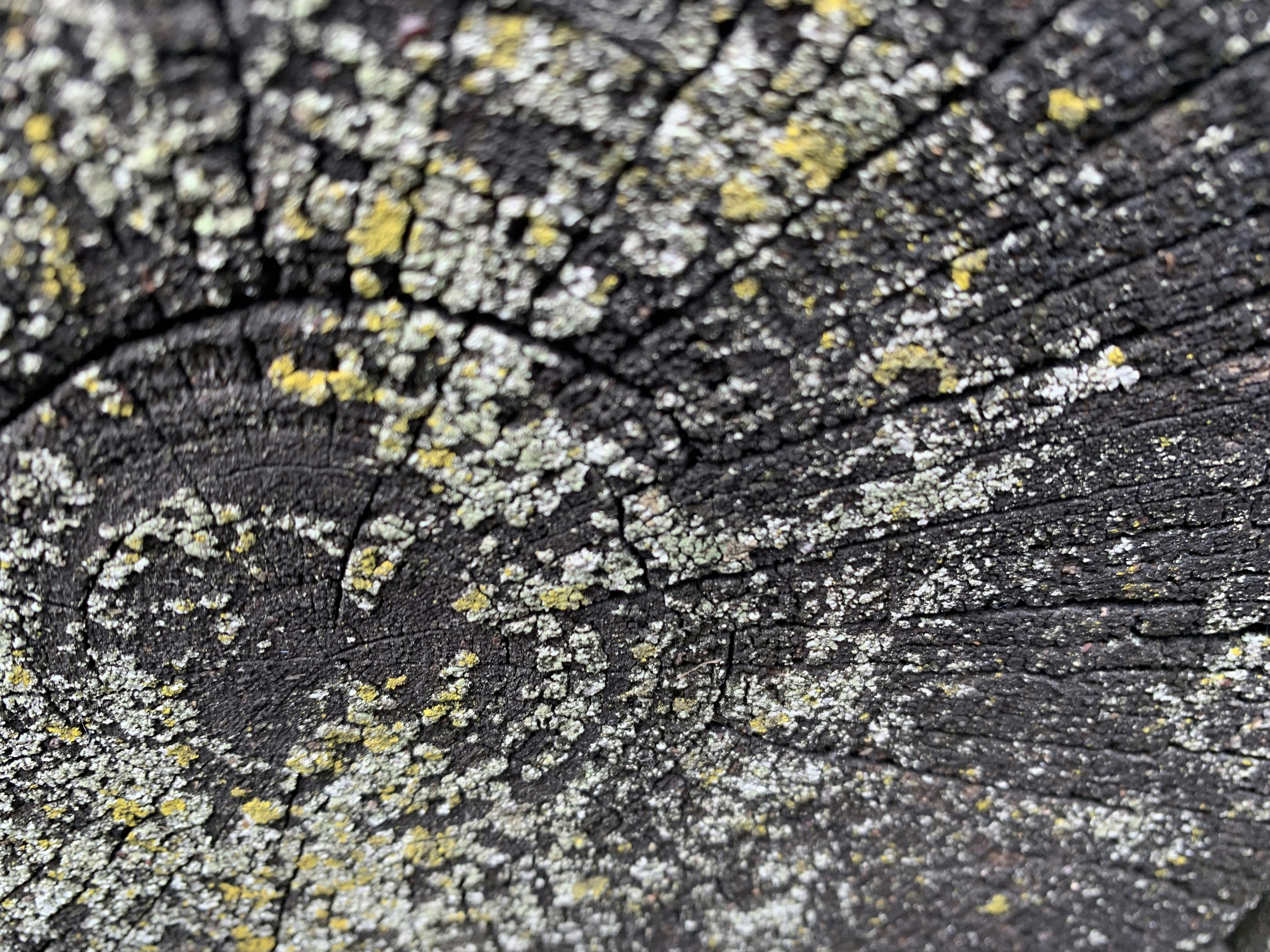 Lichen-Ruled Ringing Tree Cross-Section: A Quiet Macro of Weathered Wood