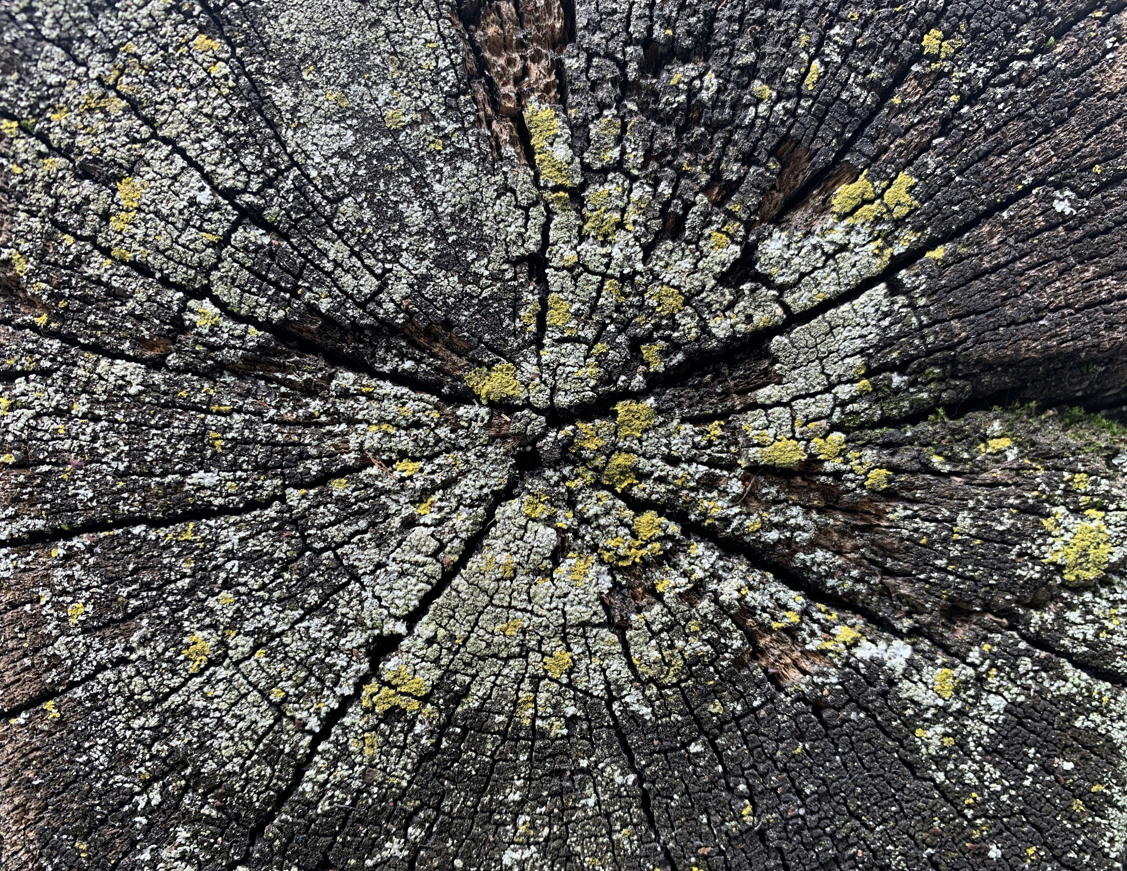 Nature's Mosaic: Lichen Patterns on Weathered Wood