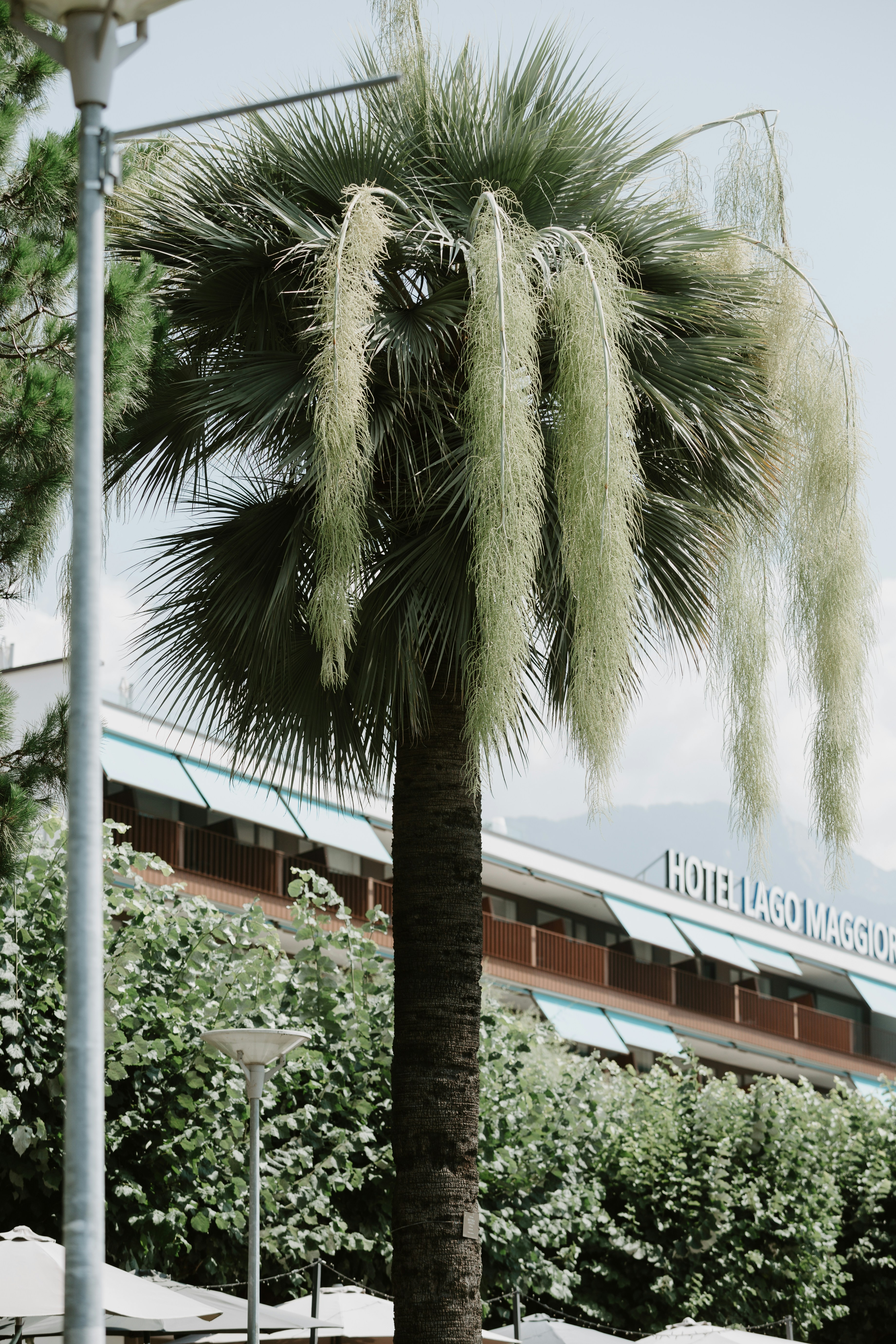 Dangling Palm Plumes Framing a Lakeside Hotel Facade