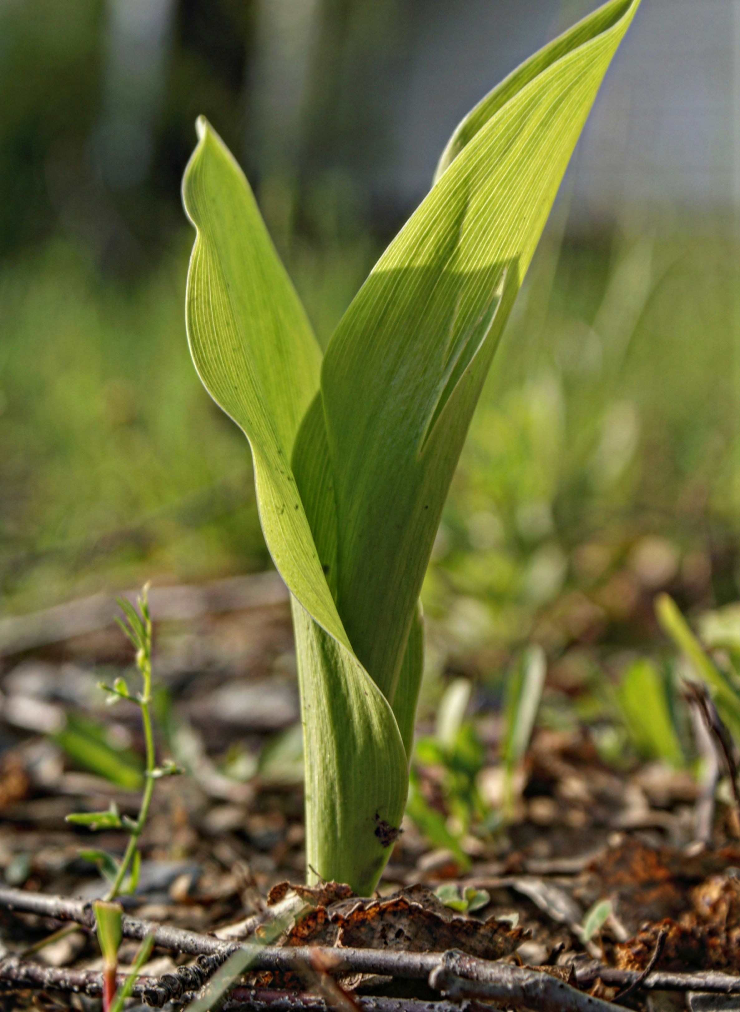 Una sola planta verde brotando del suelo foto – Imagen de Flor gratuita ...