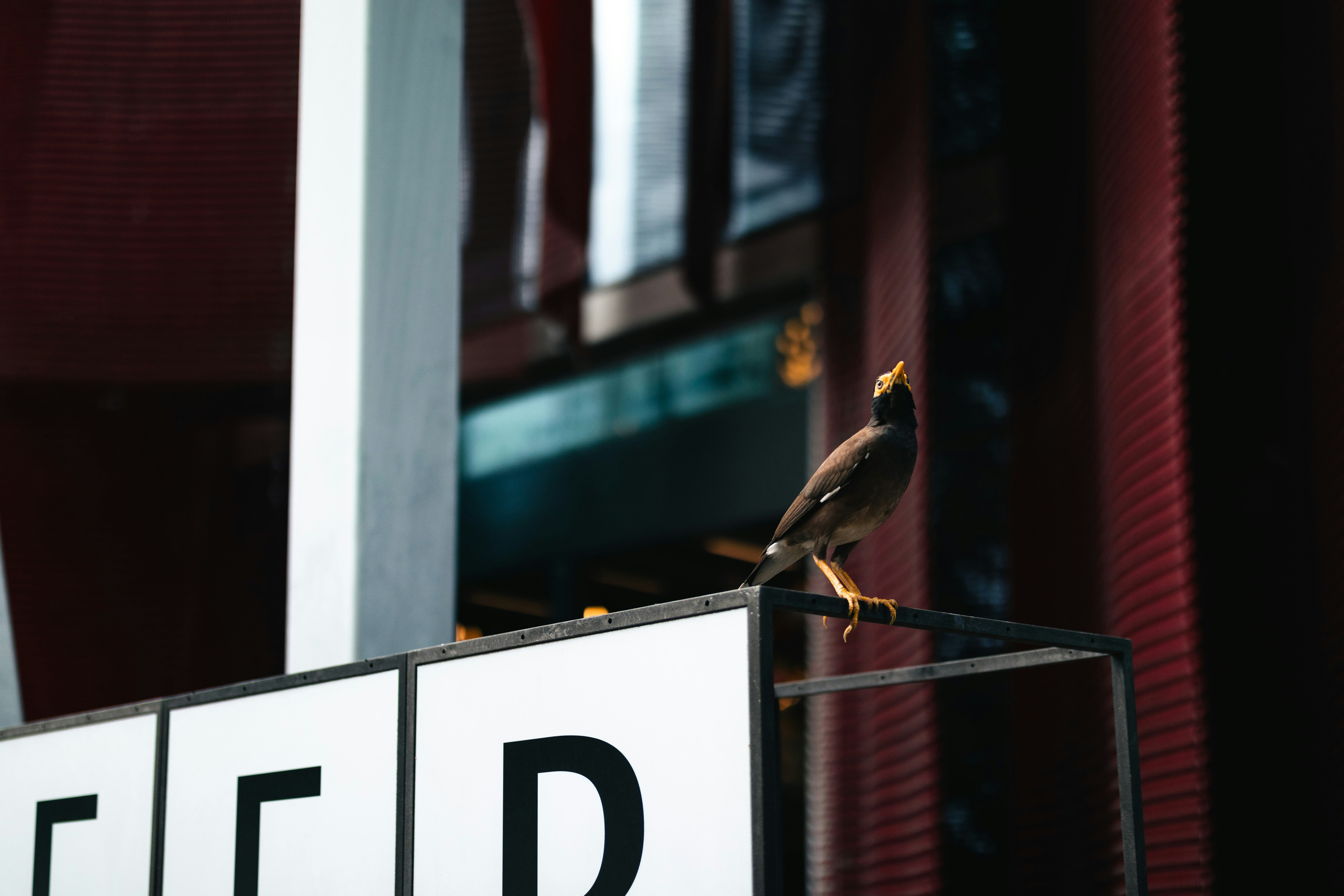 Urban Sentinel: A Lone Bird Perched Over a Storefront Sign