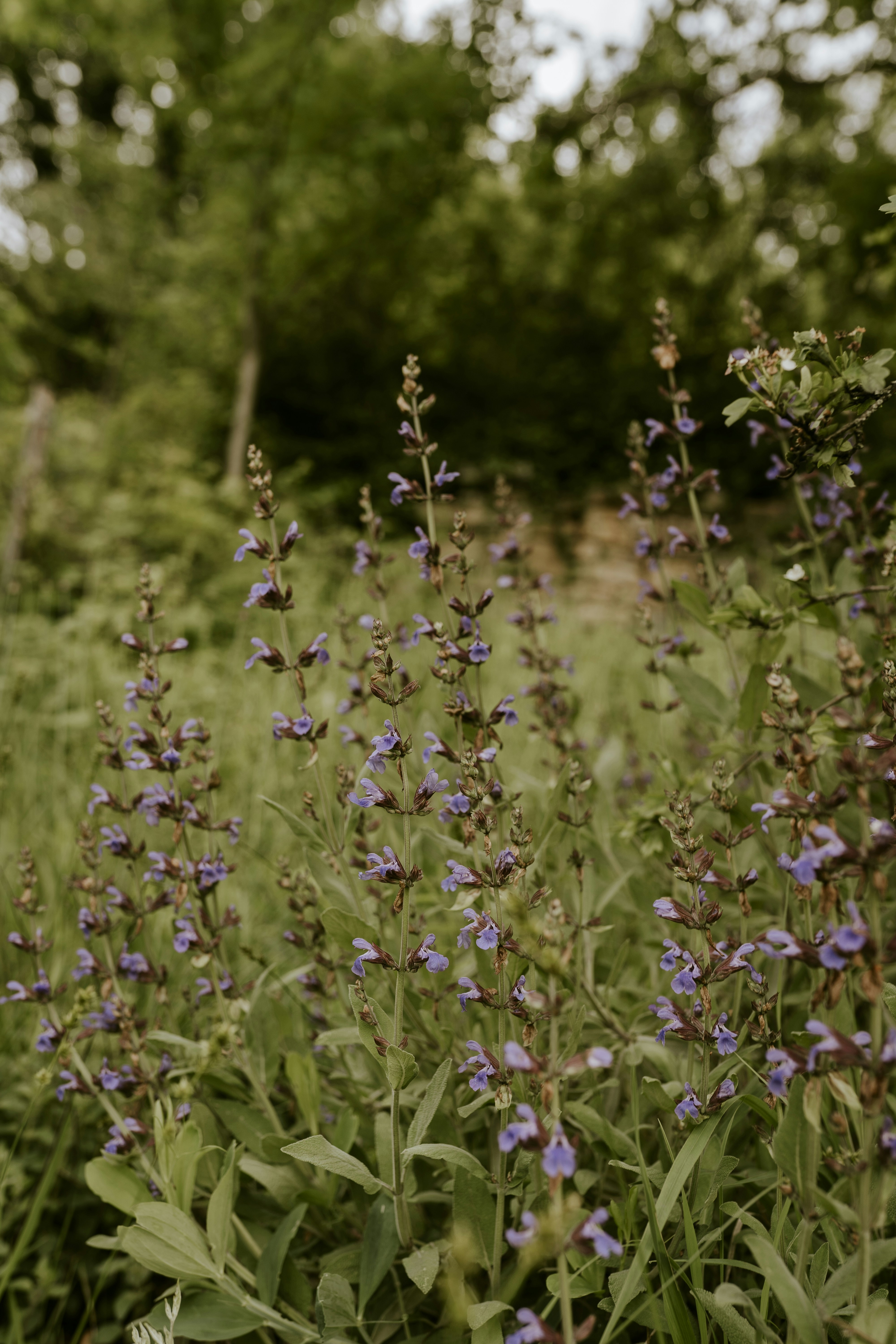 Violet Stems in a Quiet Meadow: A Close-Field Portrait