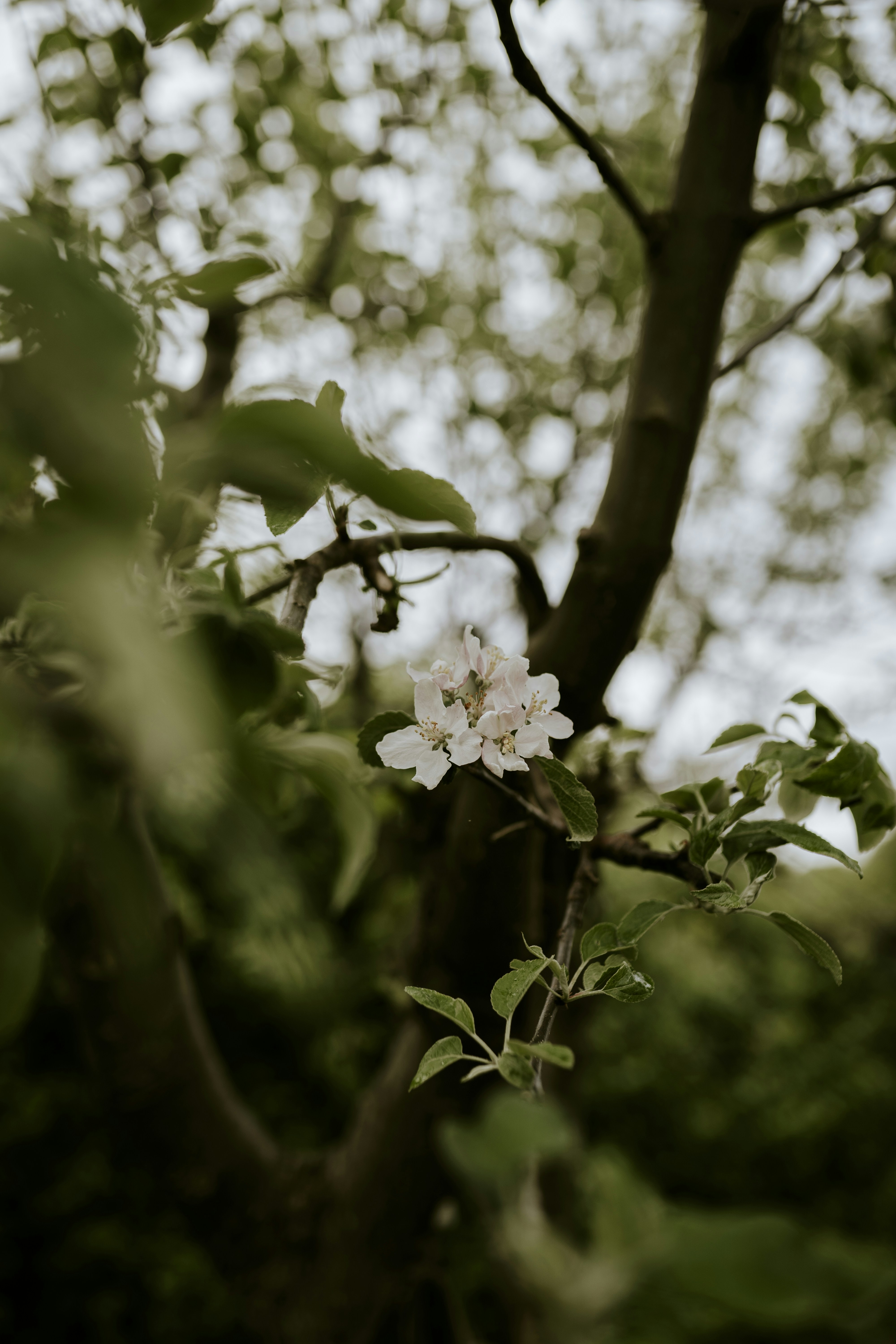 White apple blossoms framed by a dappled green canopy