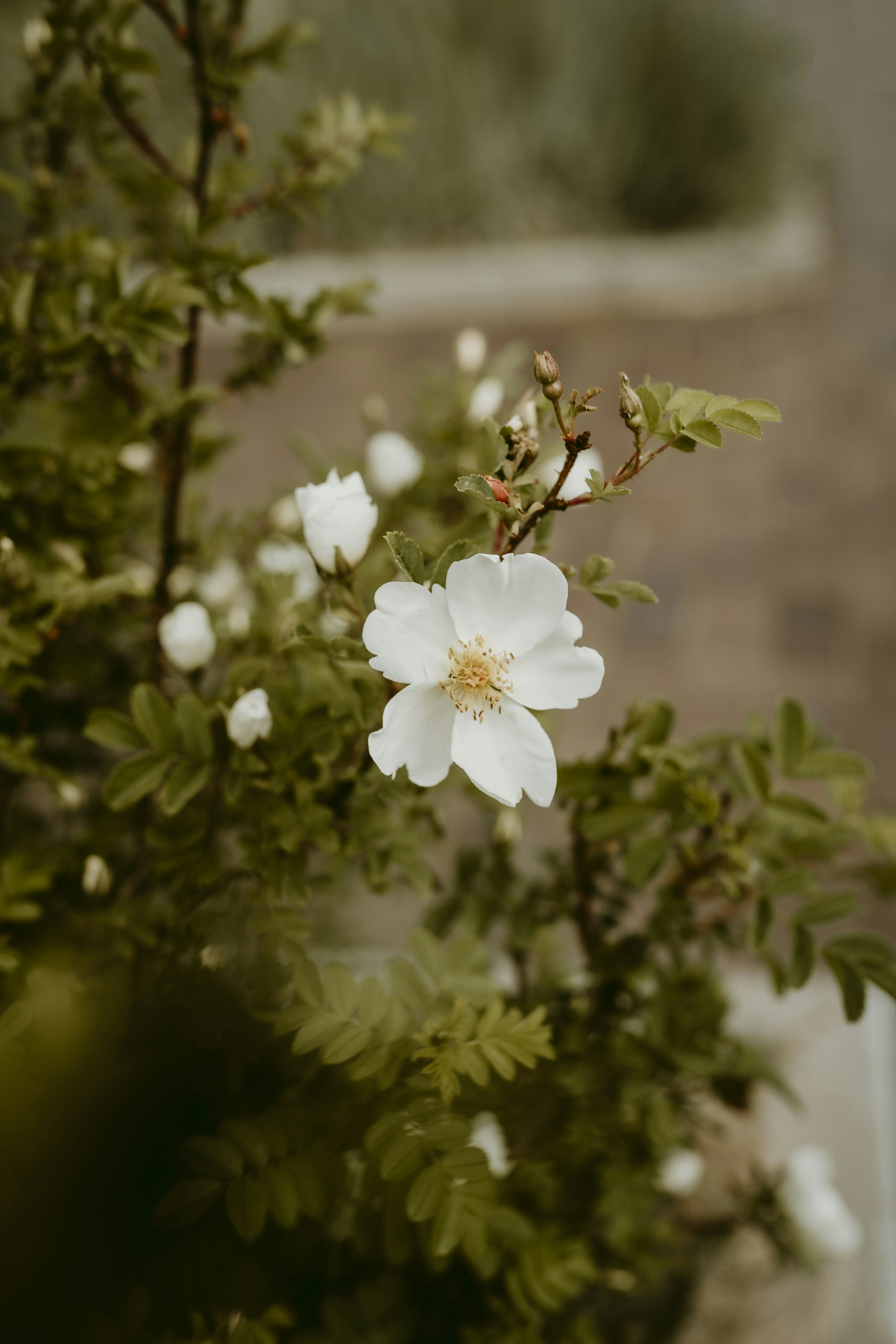 Snow-white bloom in a softly blurred garden vignette