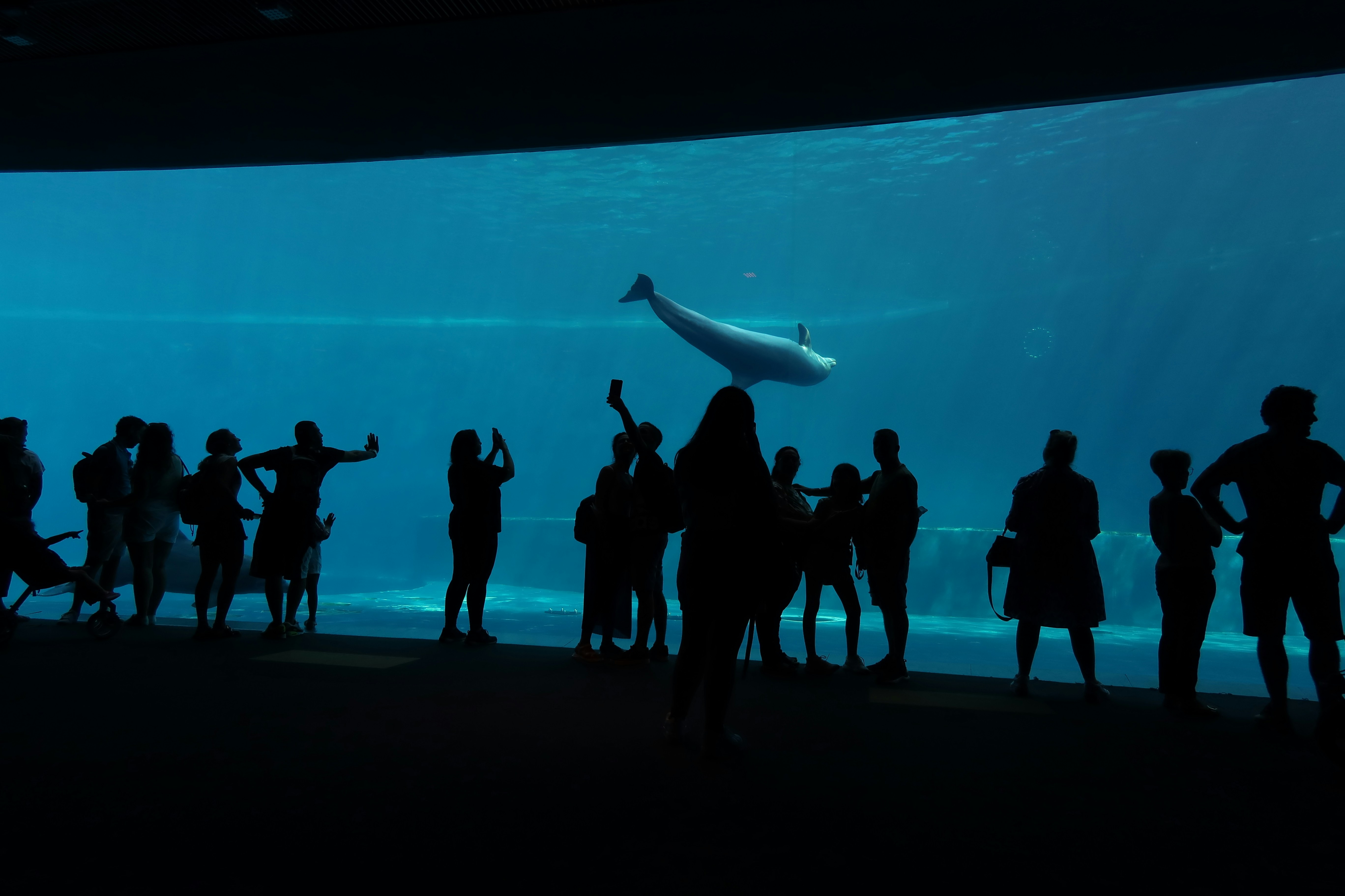 Photograph of silhouettes along an aquarium tunnel as a dolphin glides by against a deep-blue backdrop.