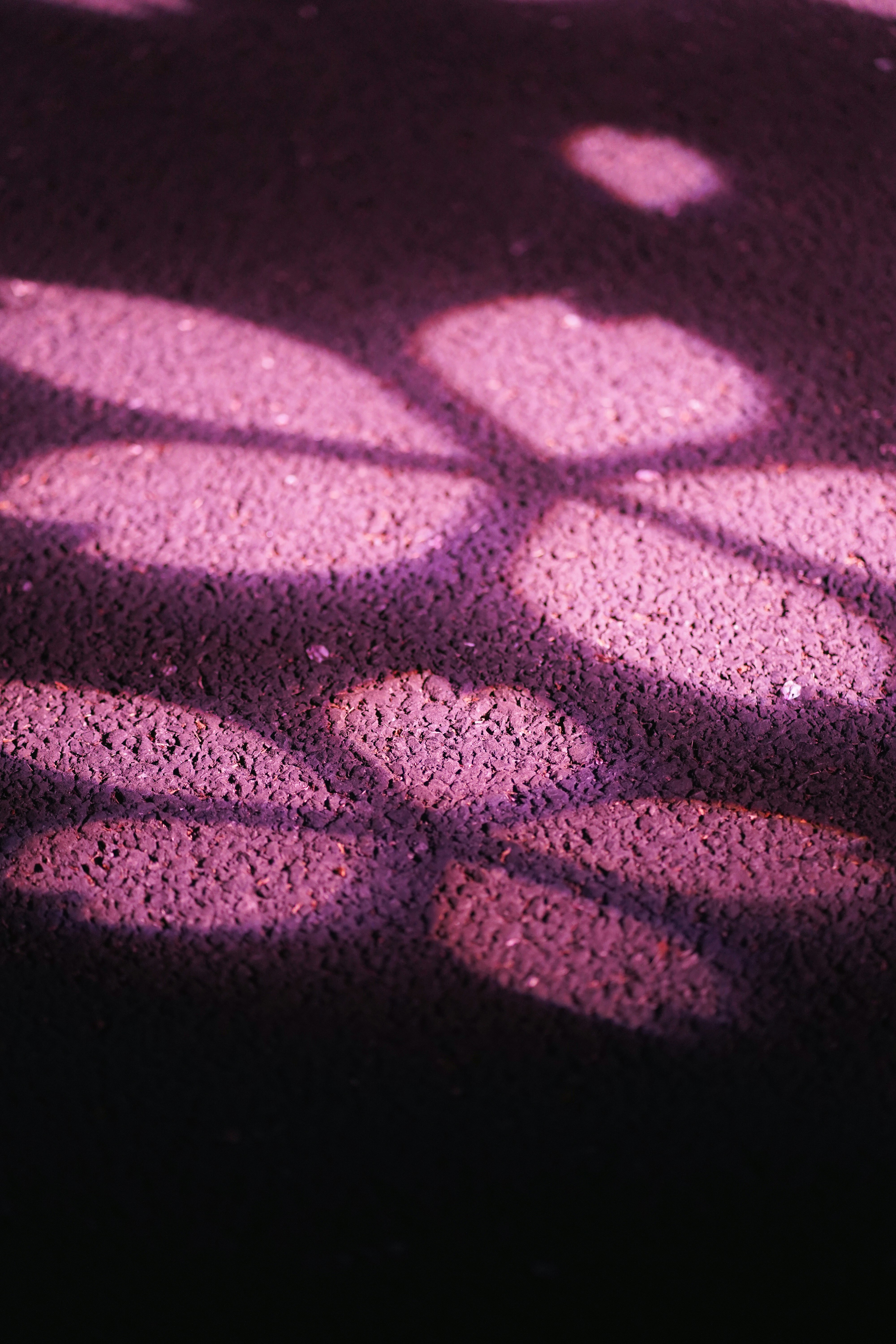 Pink sakura lighting cast on the ground at a park