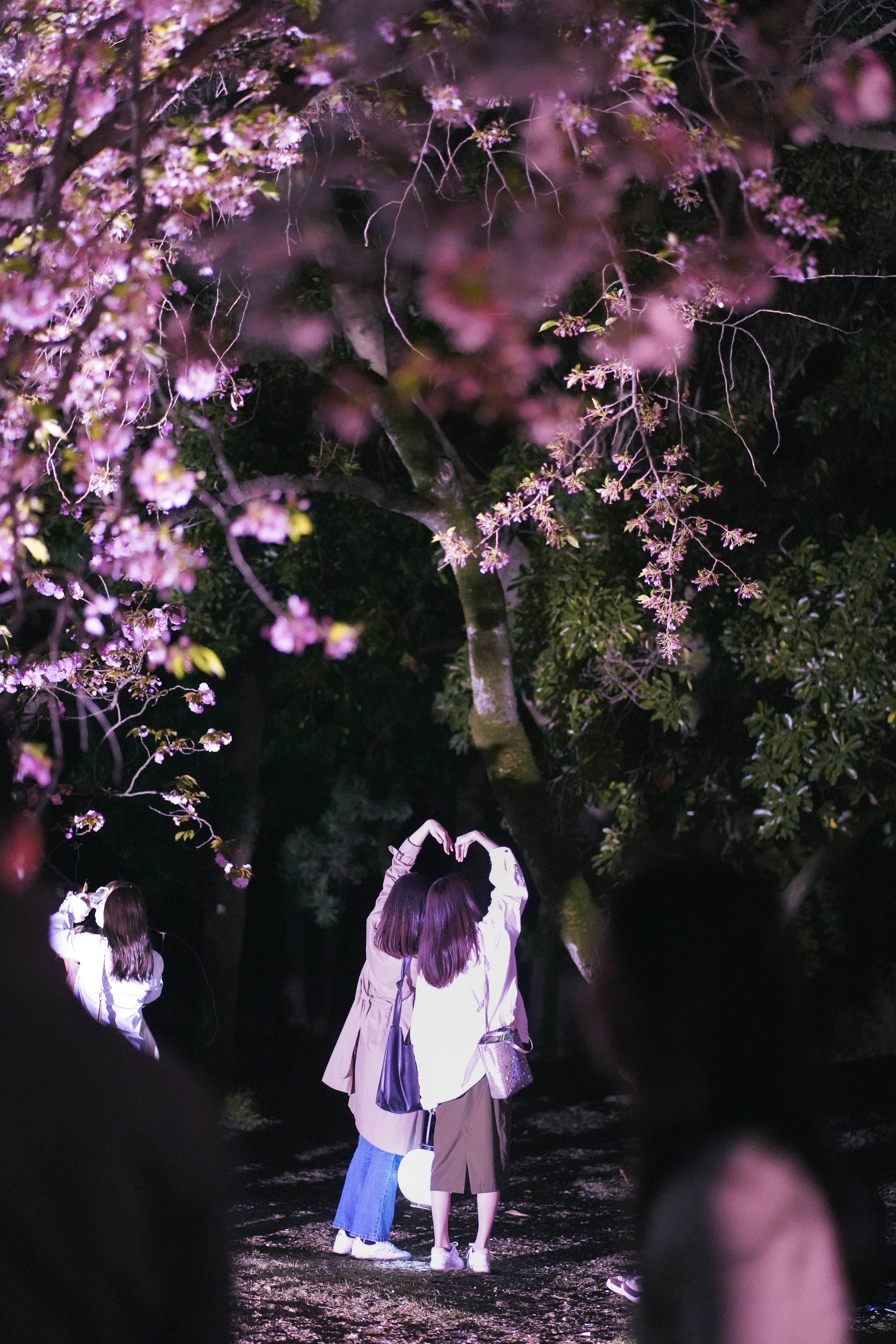 A group of people standing under a tree filled with pink flowers photo ...