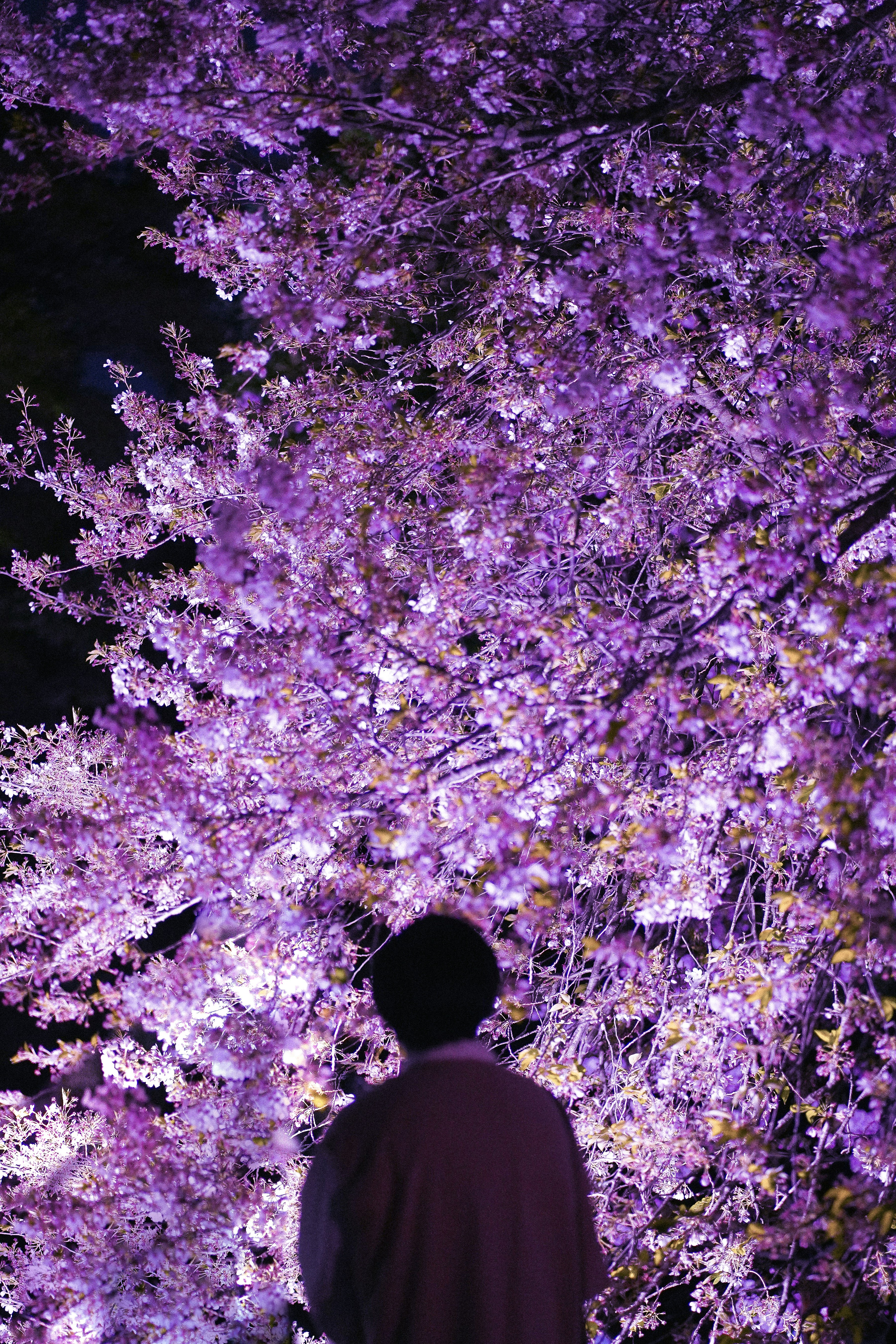 Silhouette Beneath a Violet Sakura Canopy at Night