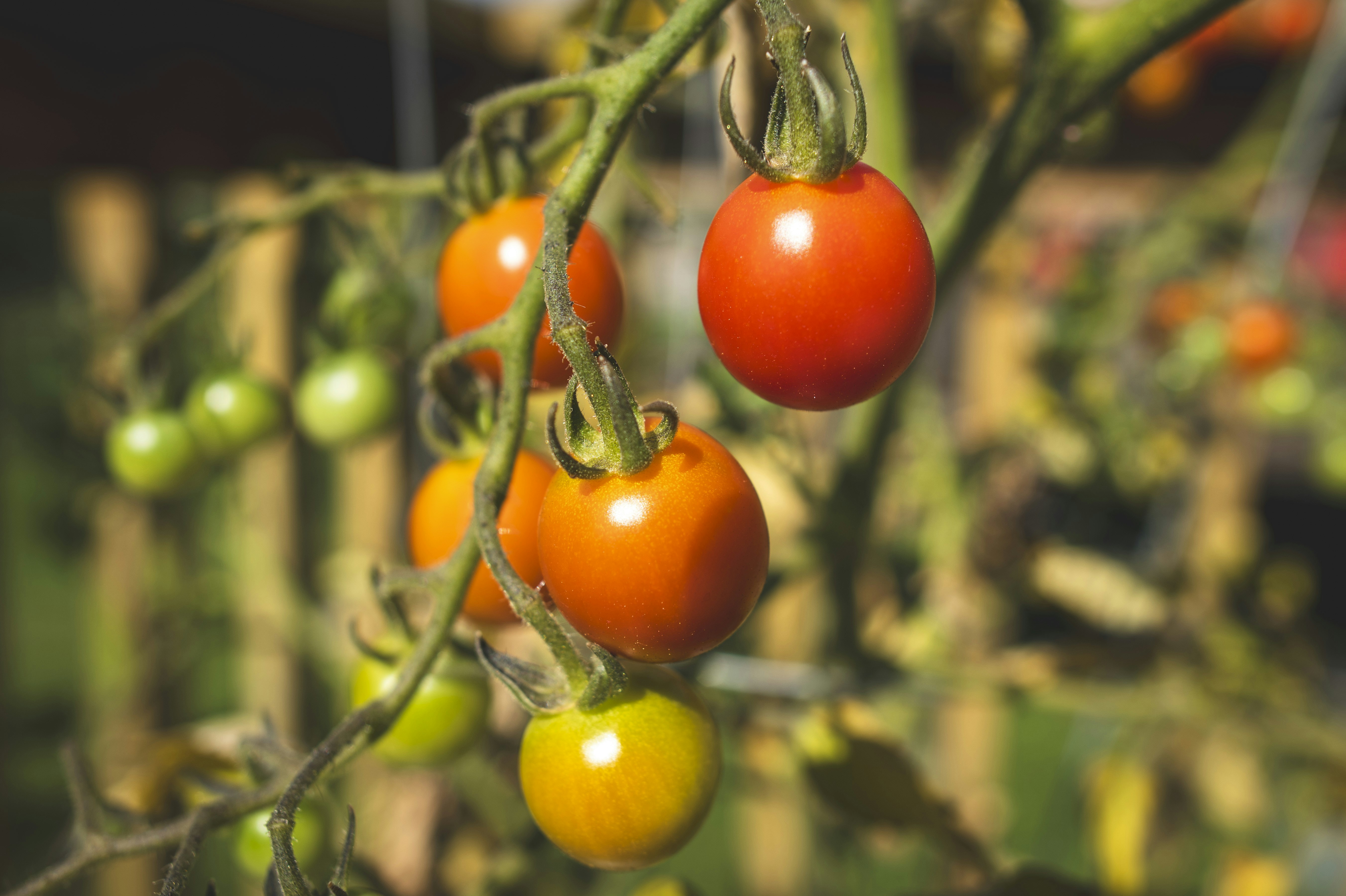 Vibrant tomatoes in various stages of ripeness hanging from a vine, showcasing a spectrum of colors. The background hints at a garden setting.