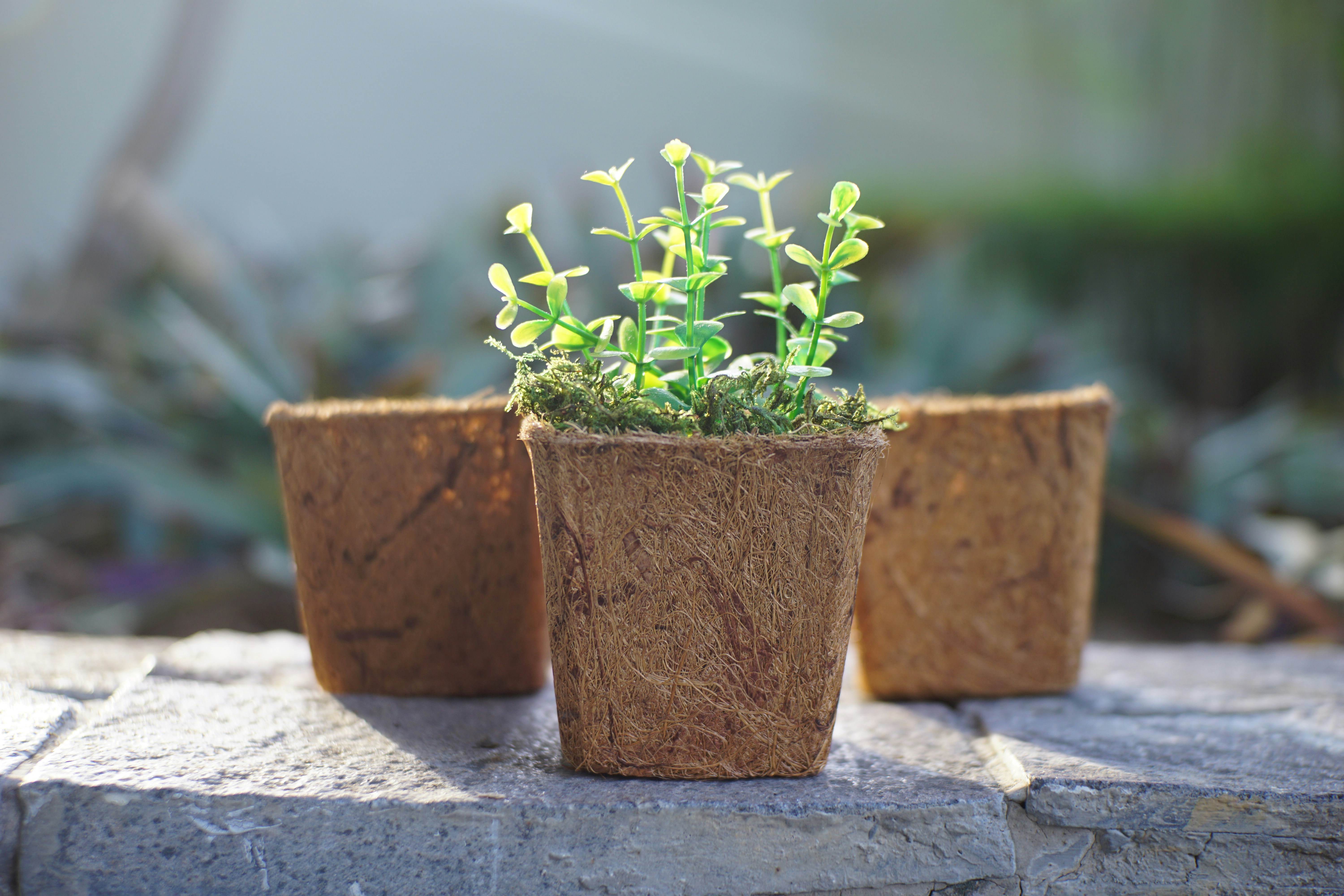 Photo by Armand Valendez with Sony Alpha 6000