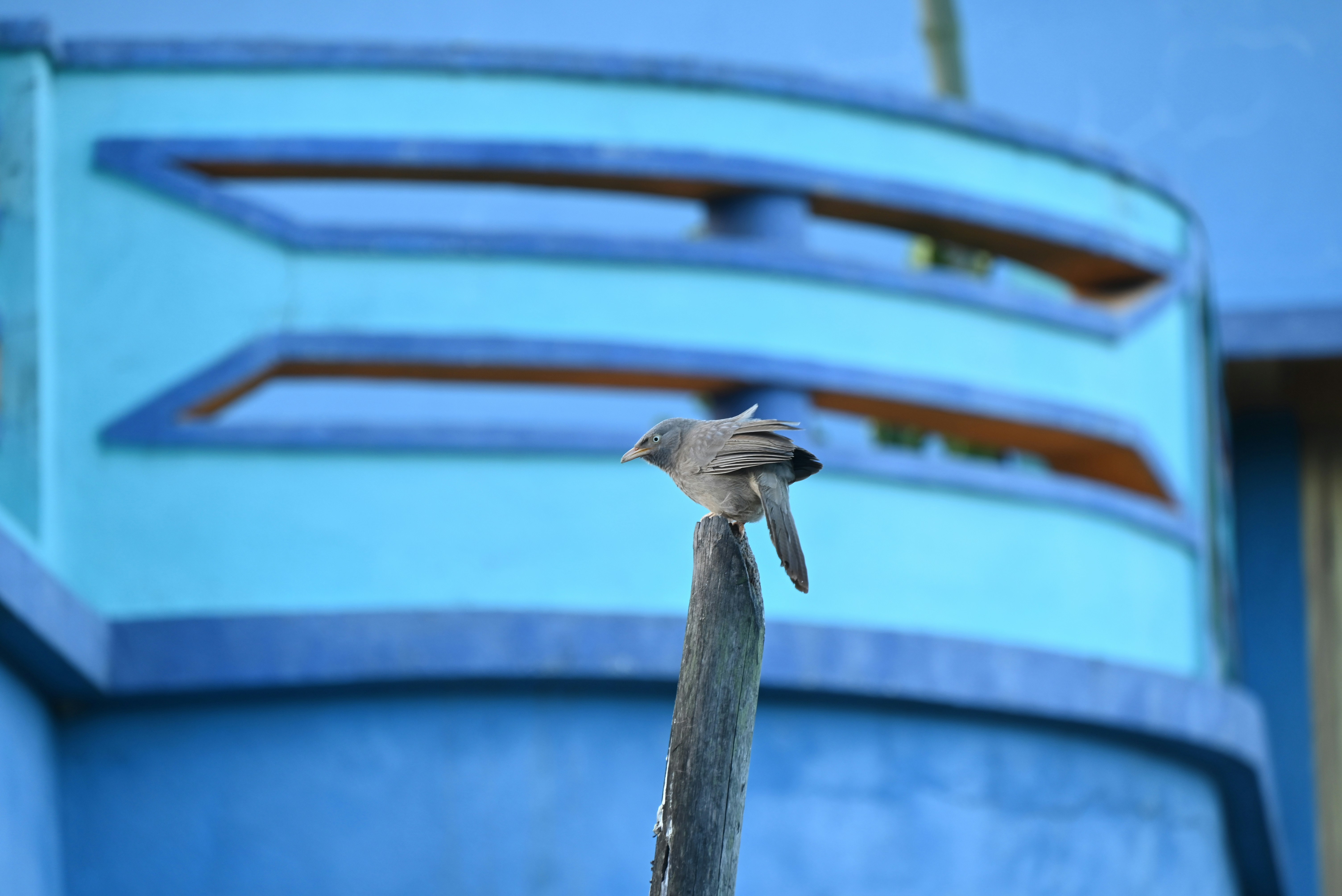 Perched on a Weathered Post, a Tiny Bird Framed by Cerulean Architecture