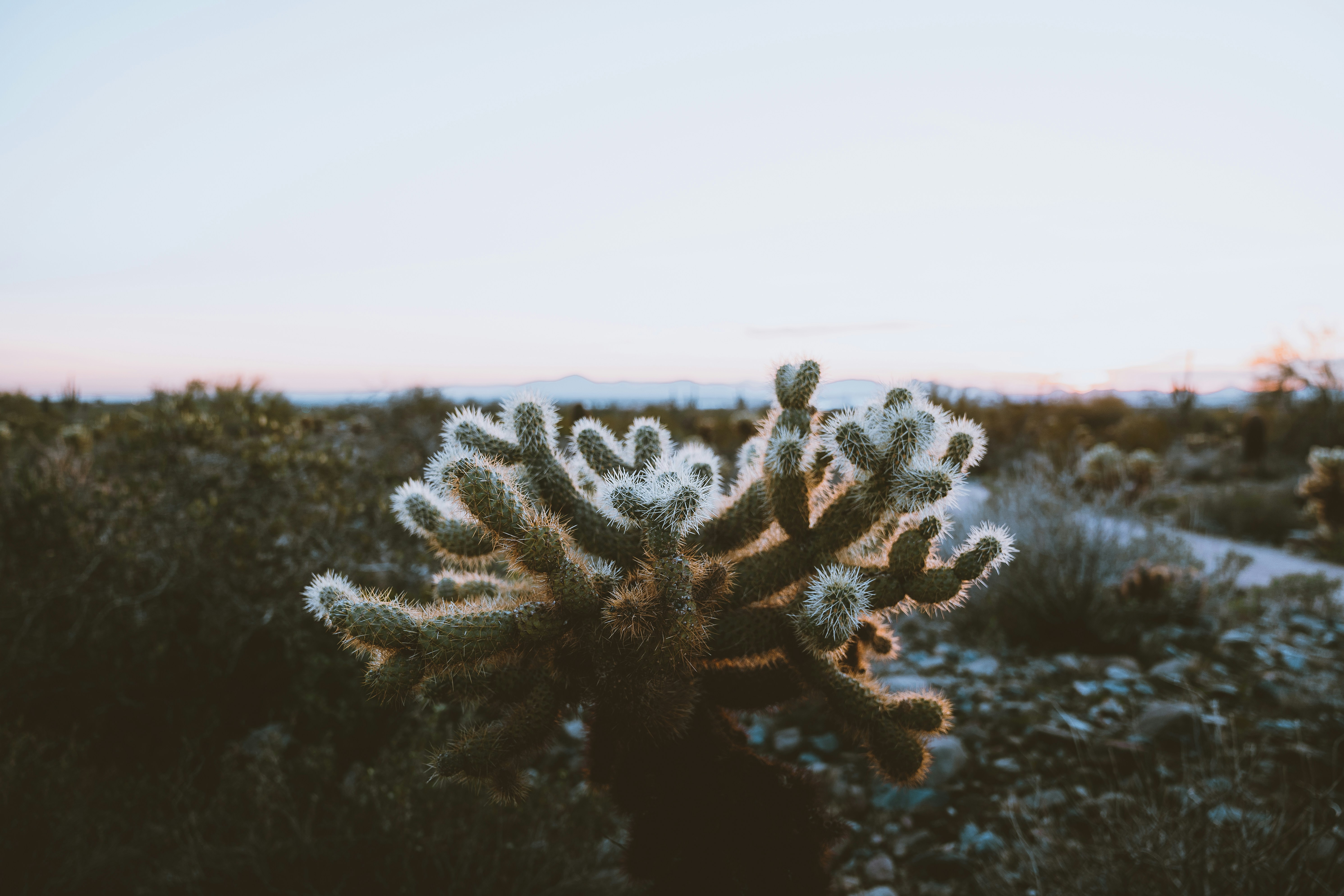 Desert Sage: A Cactus Blooming at Dusk