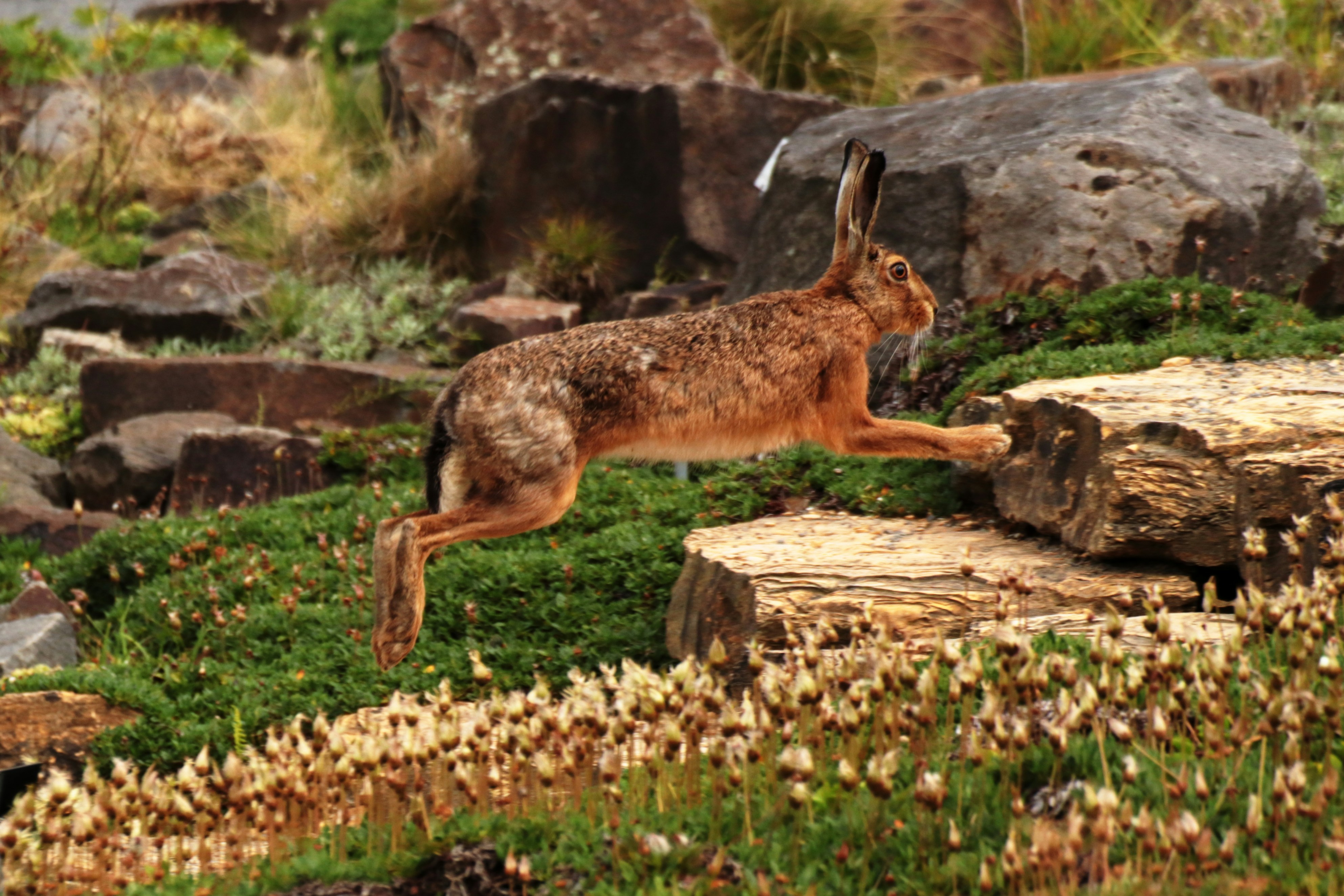 A brown rabbit jumping over a pile of rocks photo – Free Botanischer ...