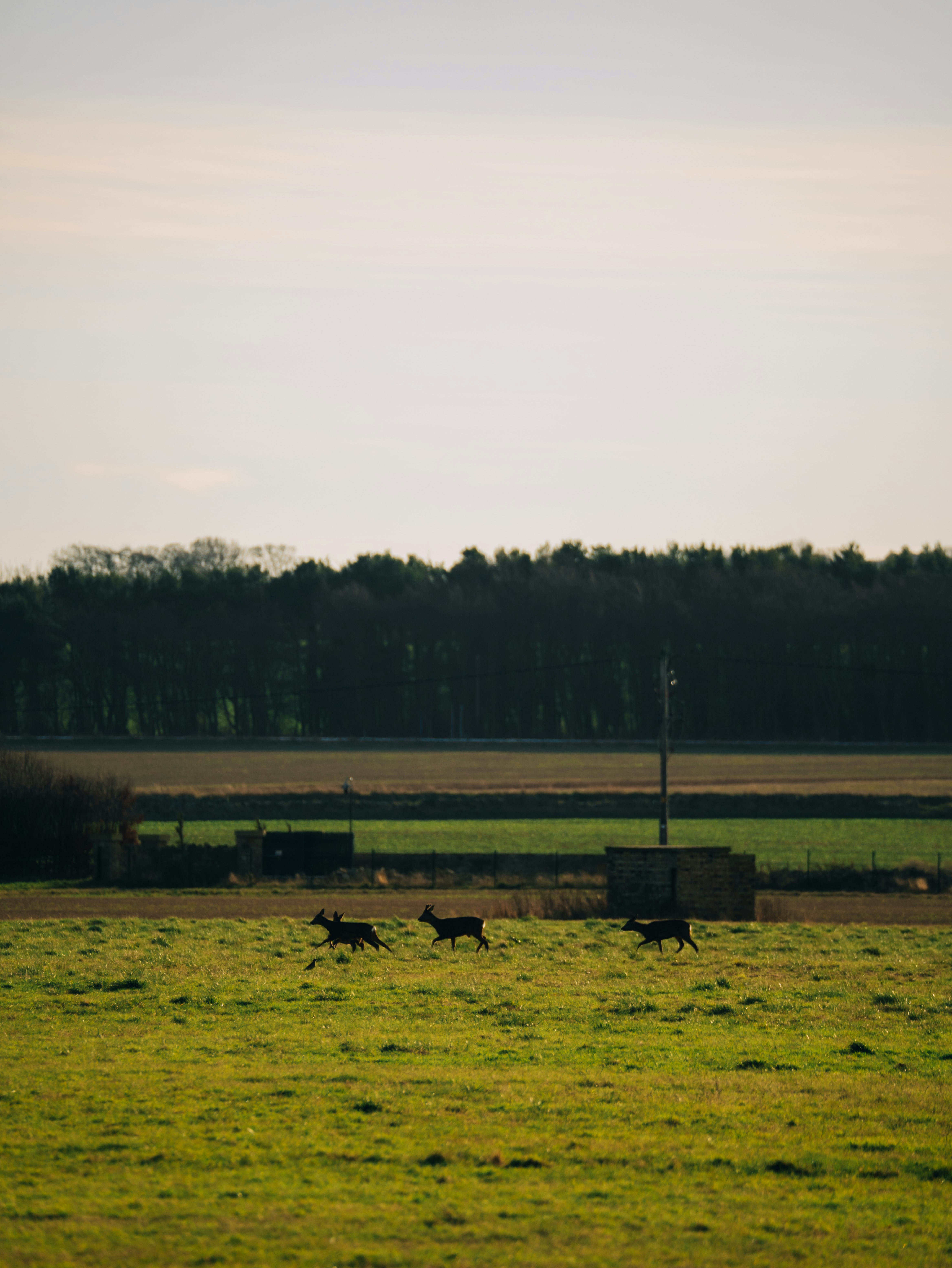 Three Canine Silhouettes Sprint Across a Quiet Pasture