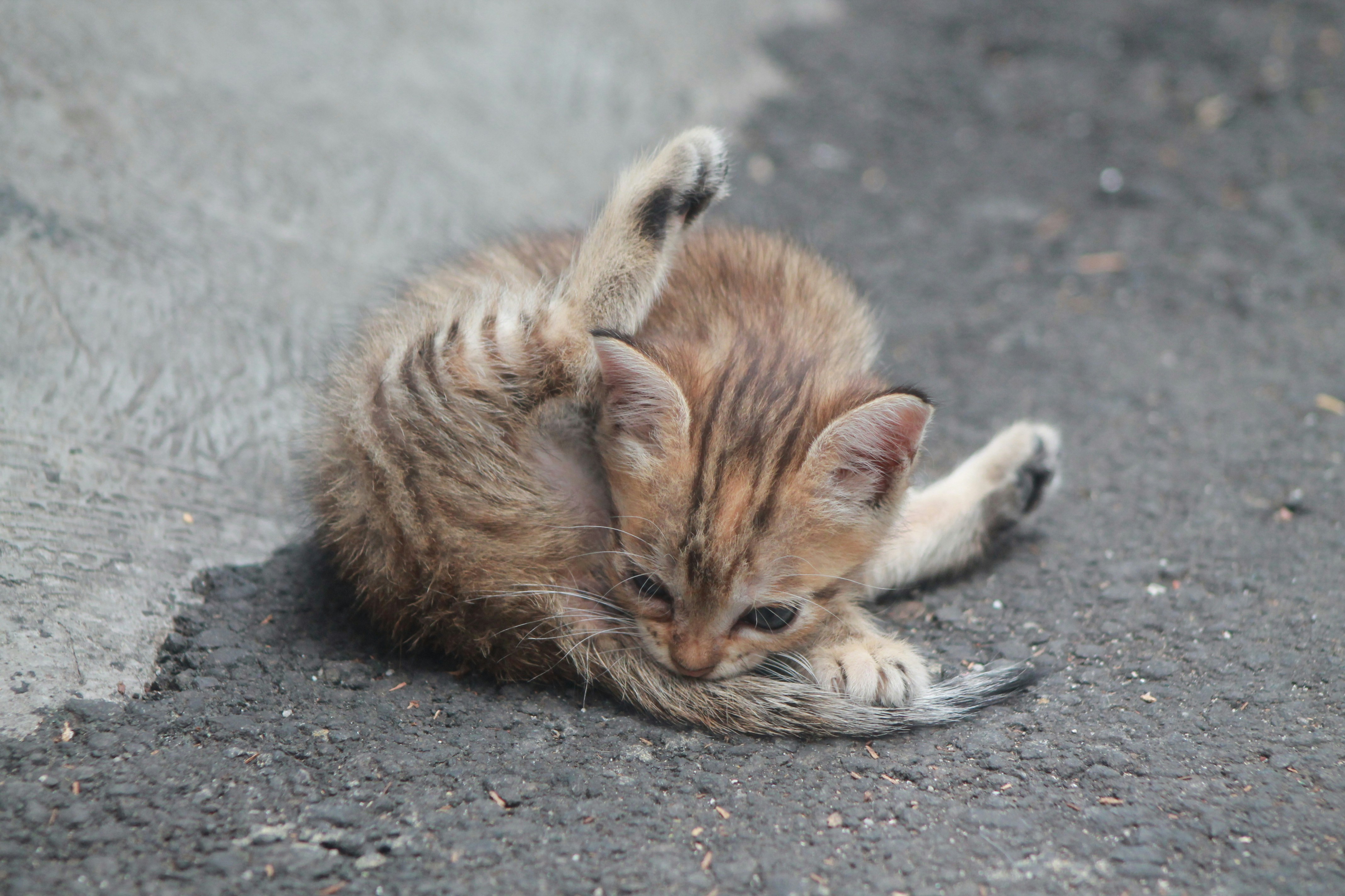 Curled Kitten on a Rough Road