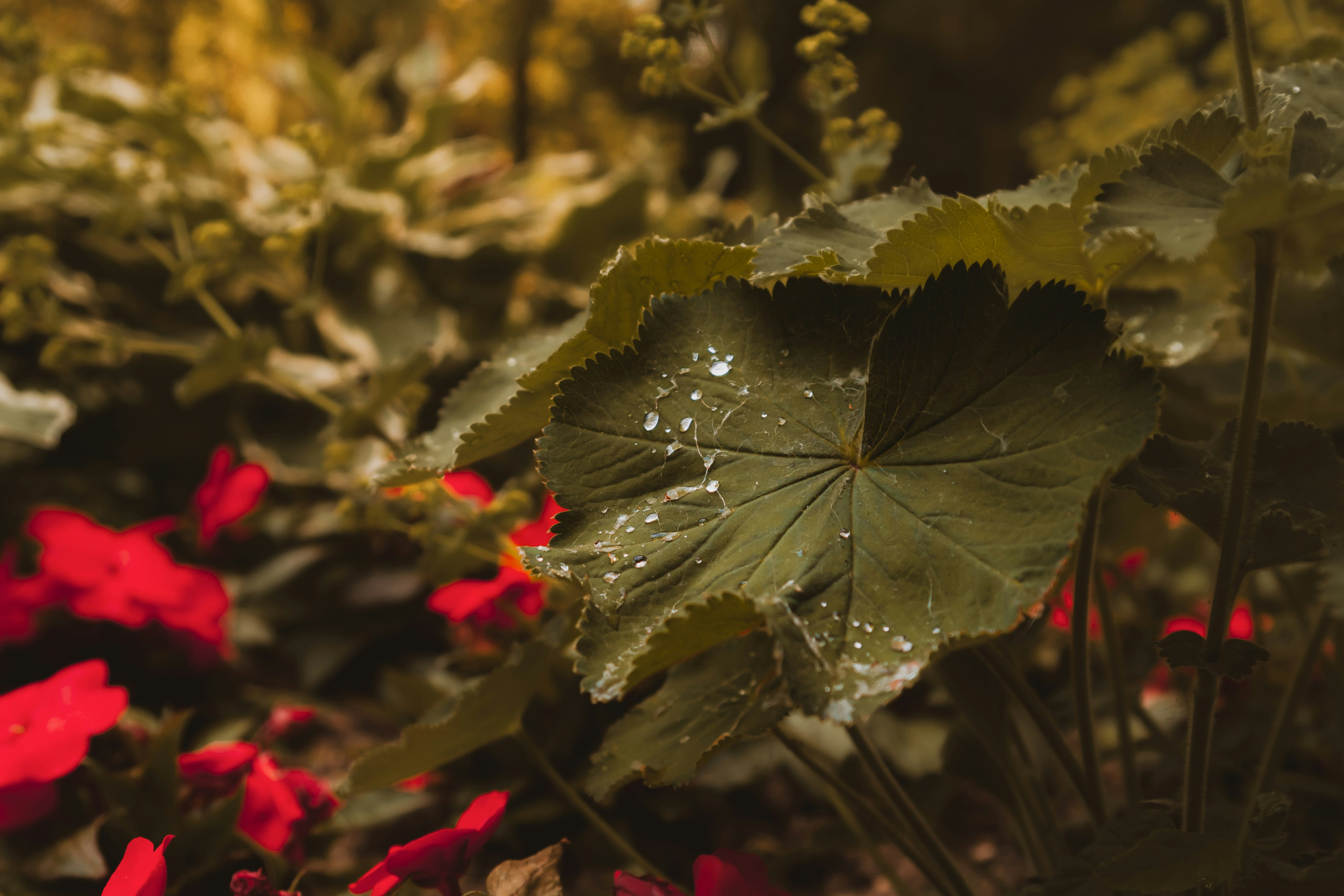 Veined Leaf in Bloom: A Quiet Garden Moment