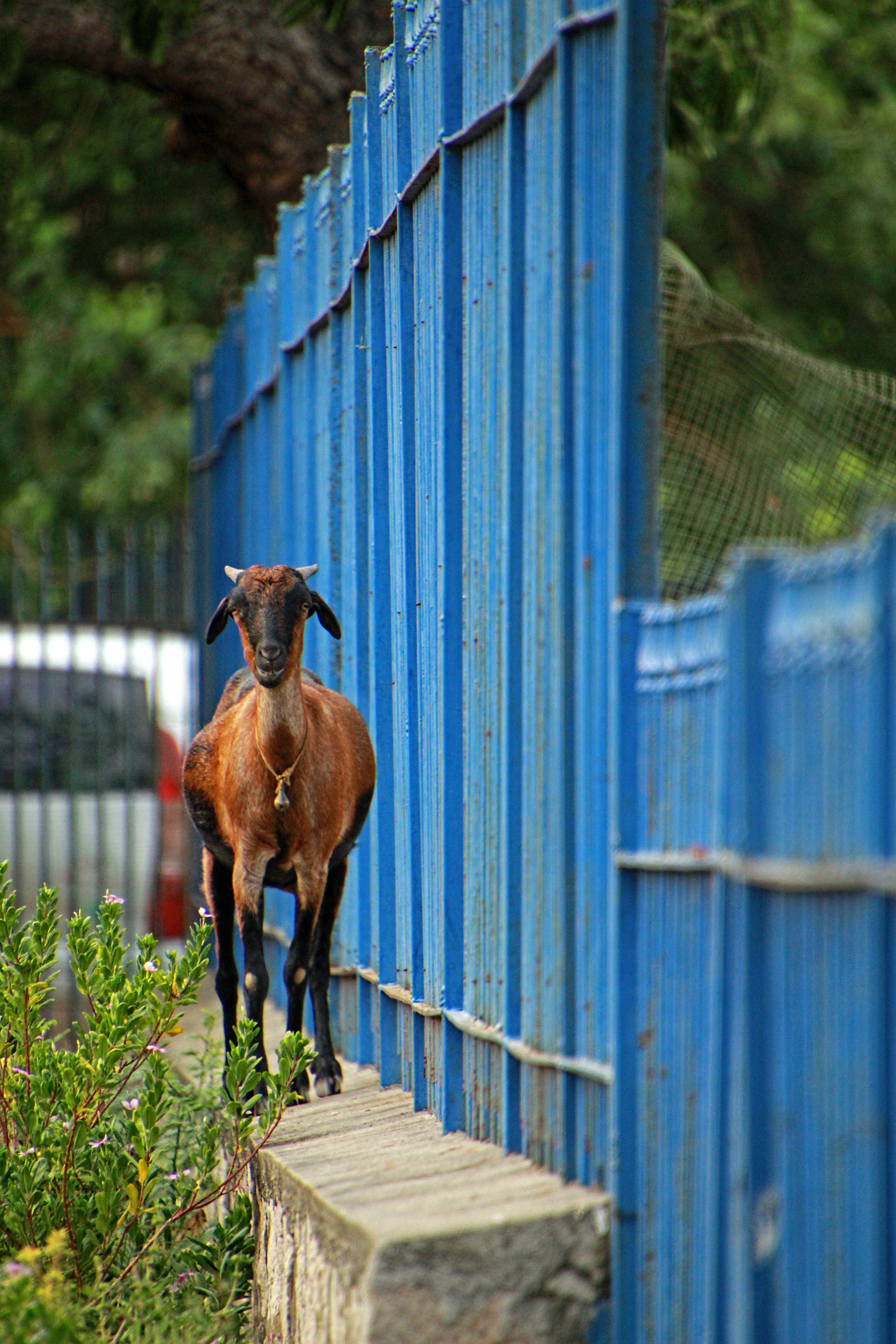 Blue-Fence Interlude: A Brown Goat Pauses on a Narrow Concrete Ledge