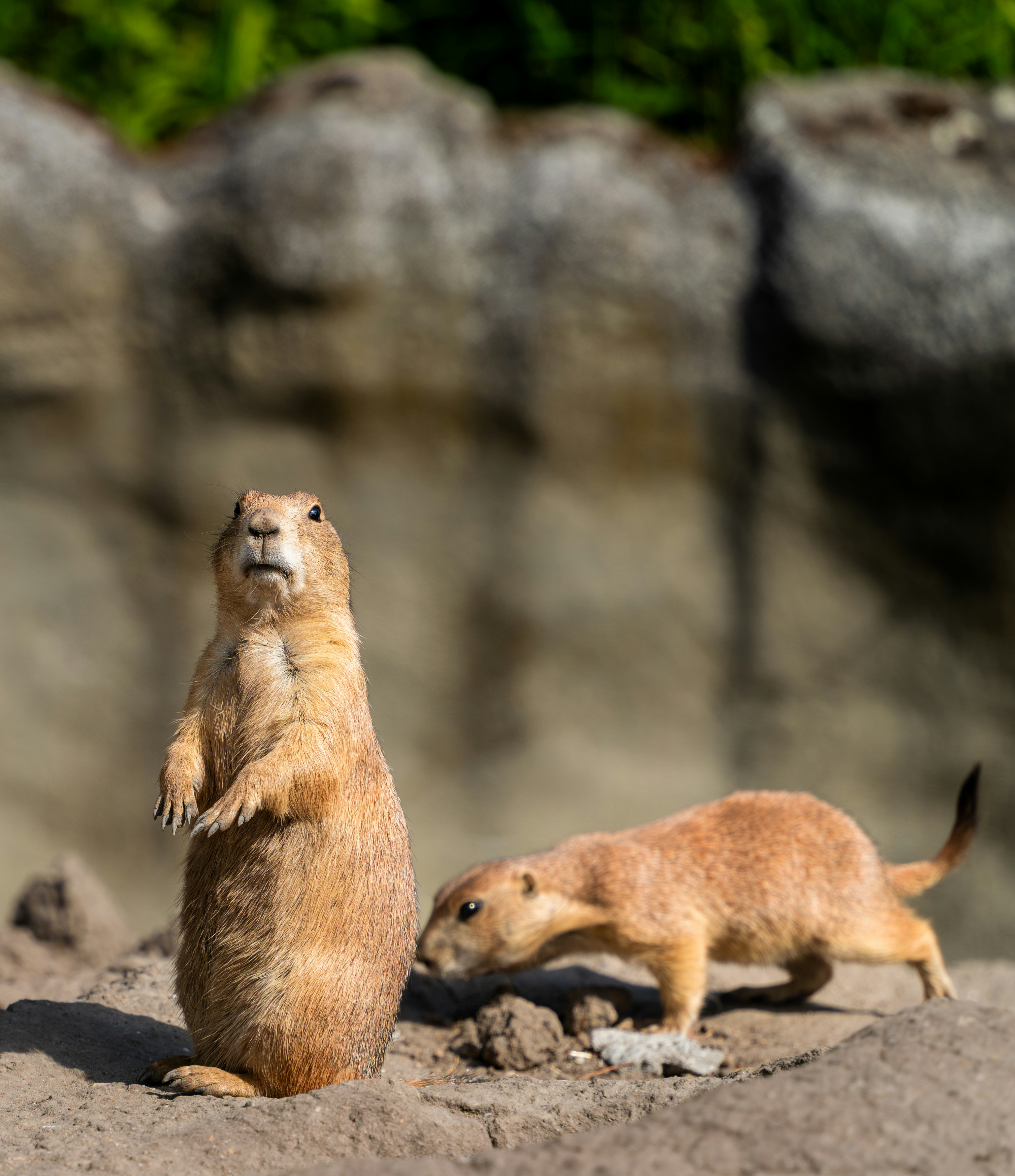 A couple of animals that are standing up photo – Free Blijdorp ...