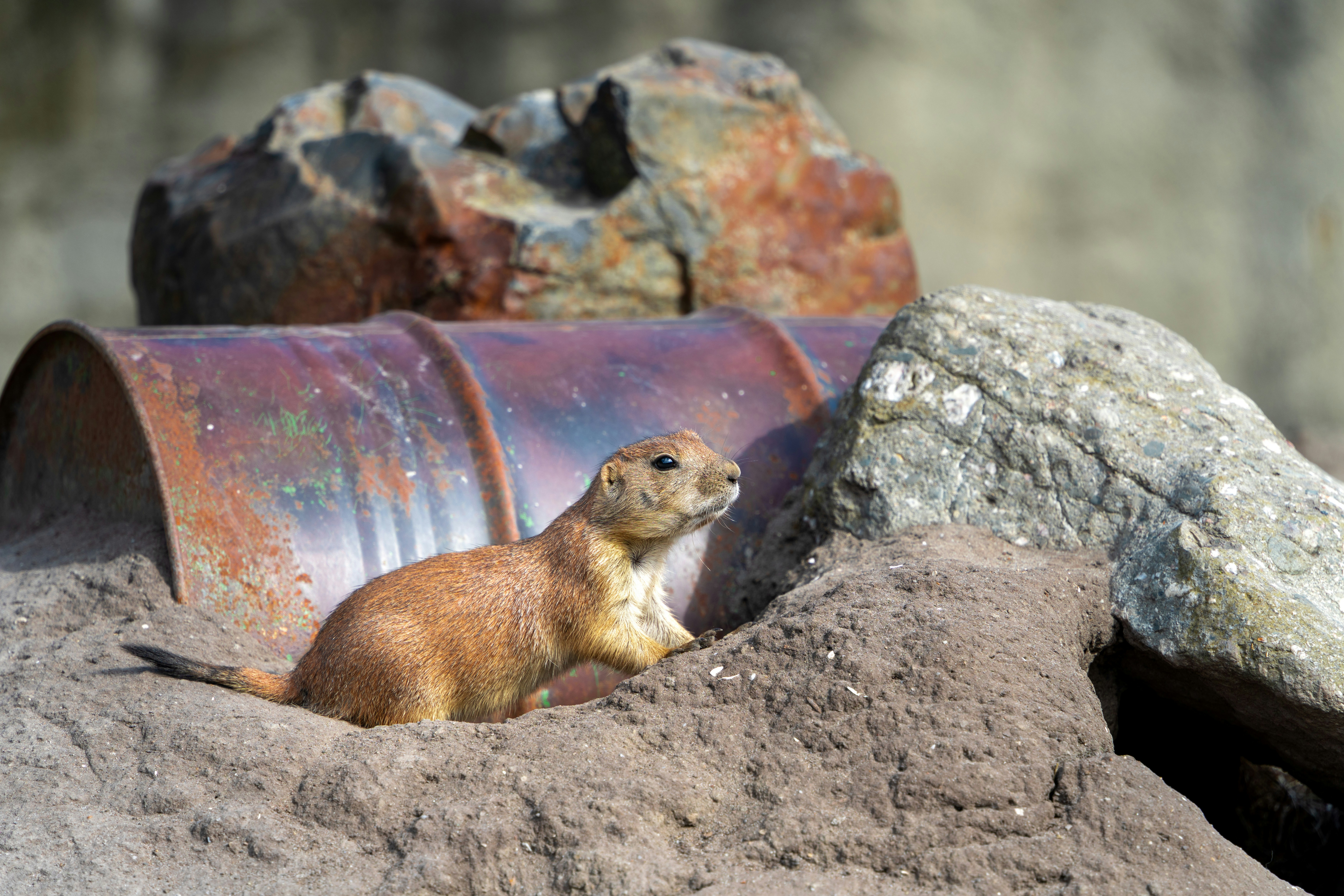 Prairie dog stays alert