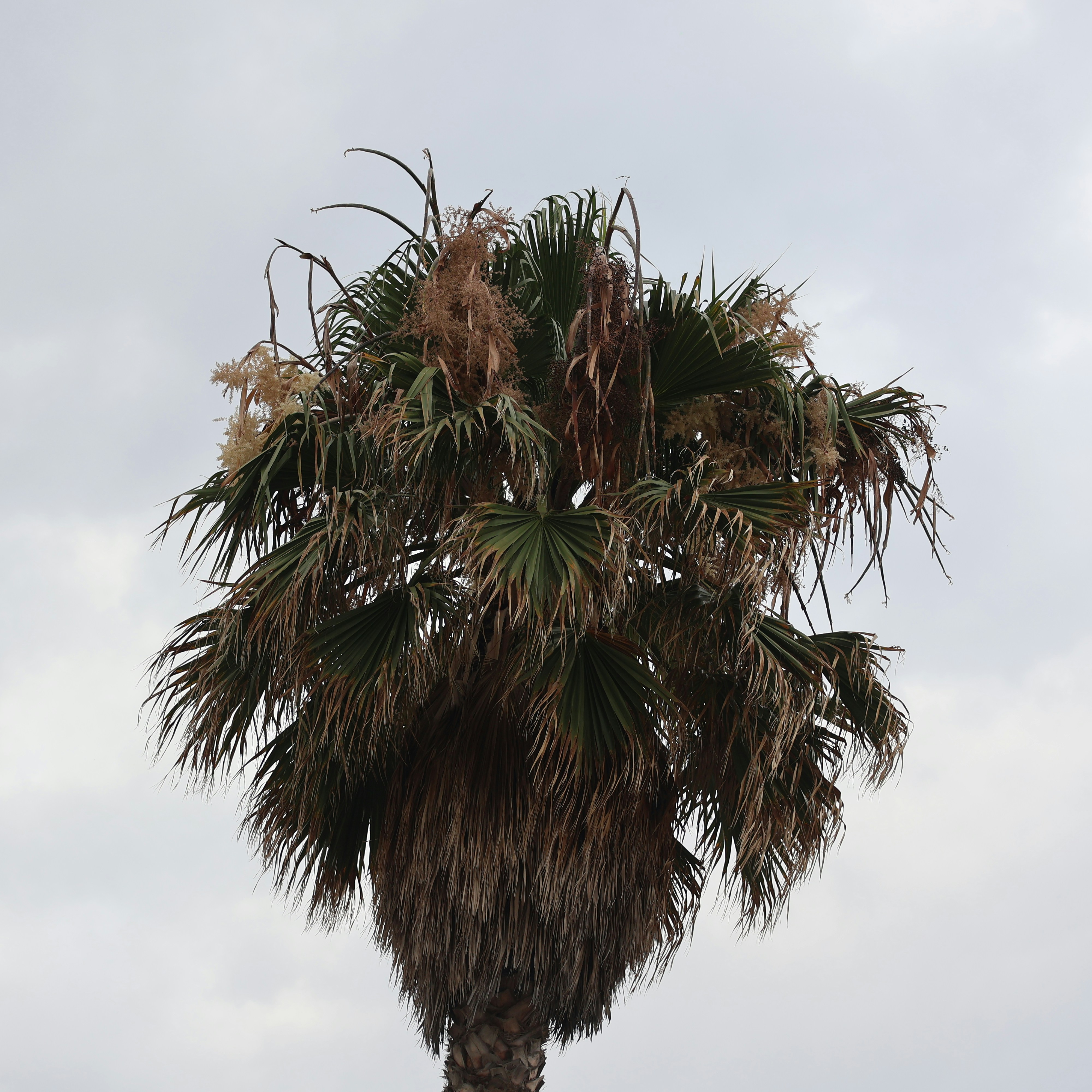 Weathered Palm Crown Under a Quiet, Overcast Sky