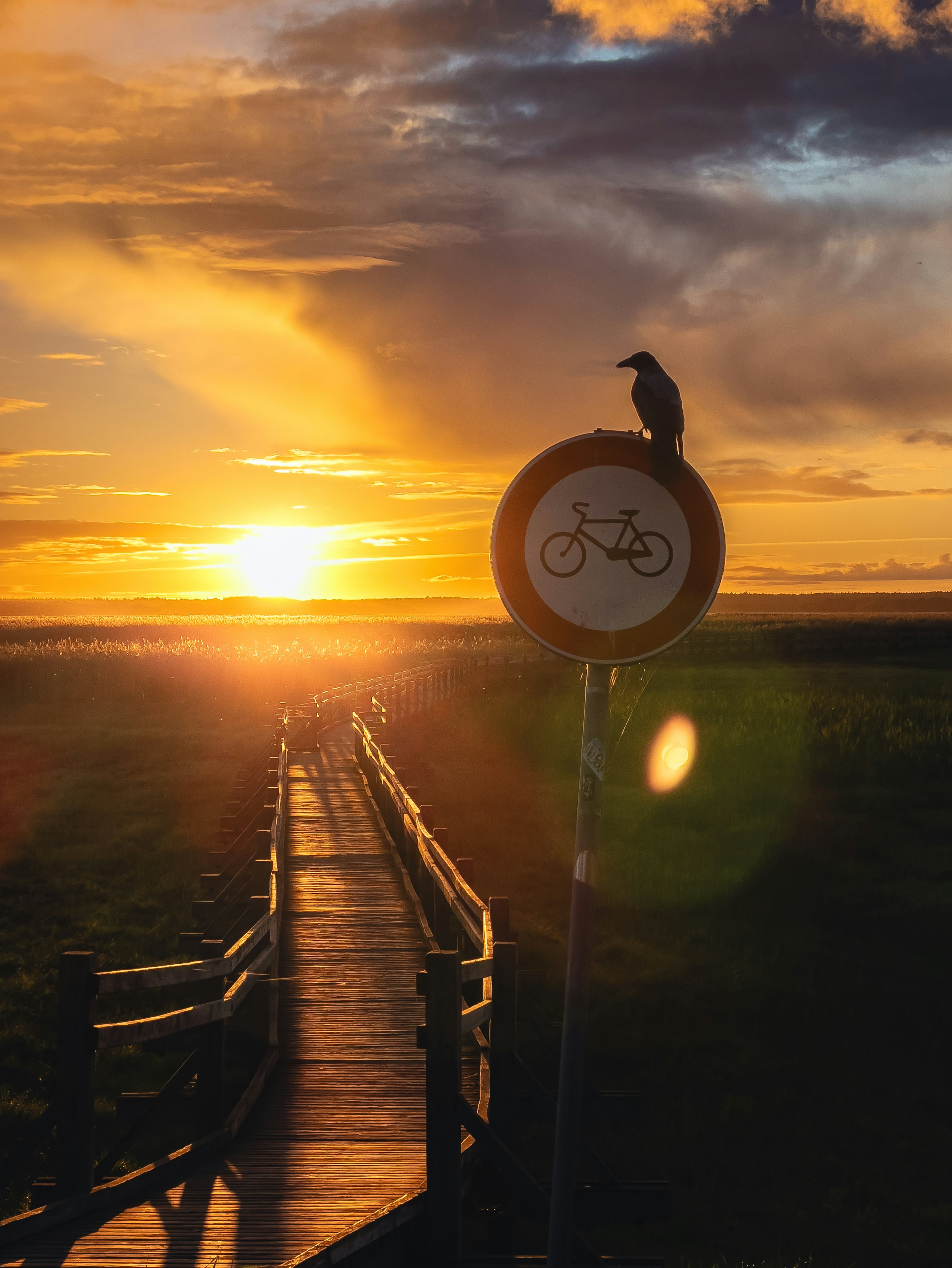 Sunset Sentinel: Crow Perched on a Bicycle Sign Over a Weathered Boardwalk