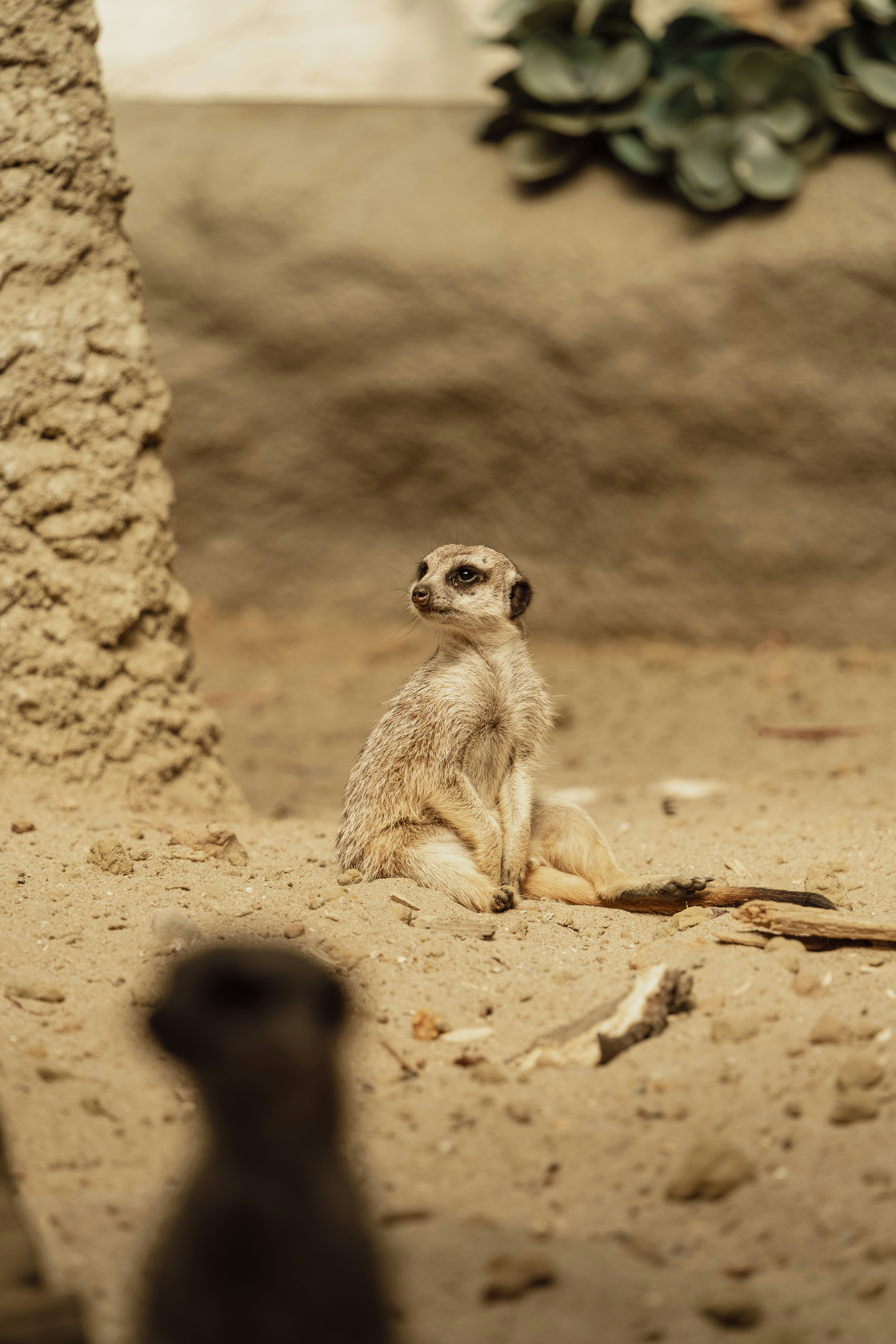 A small meerkat is sitting on the ground photo – Free Netherlands Image ...