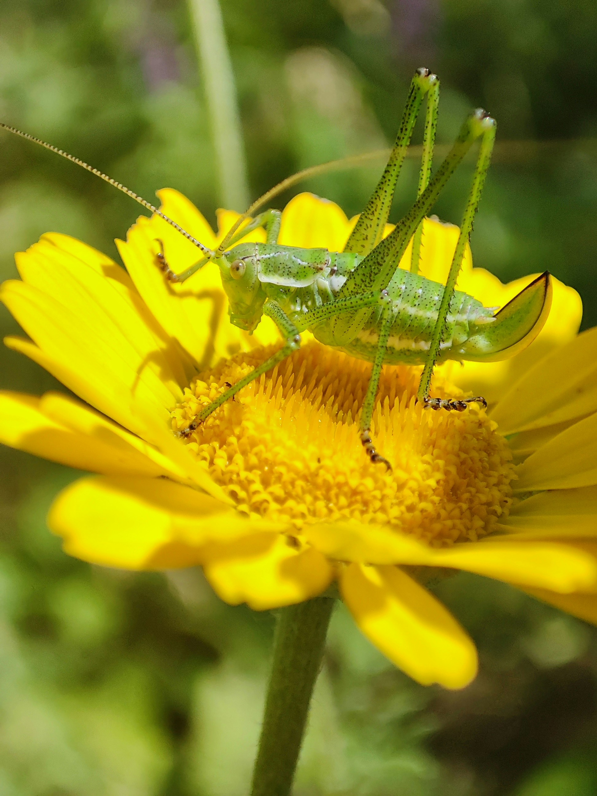 Green Katydid on a Sunlit Yellow Daisy