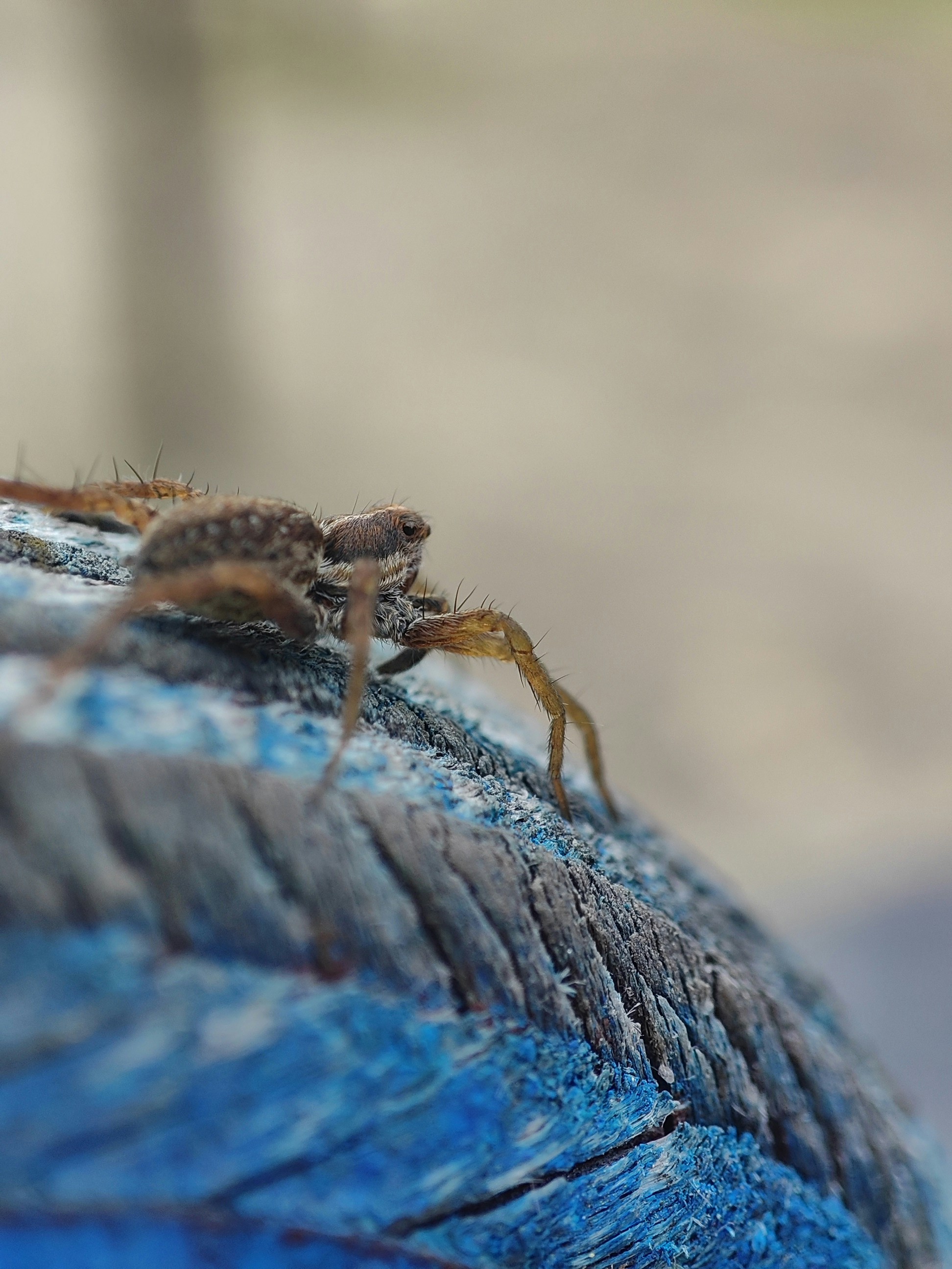 A close up of a spider on a blue object photo – Free Ukraine Image on ...