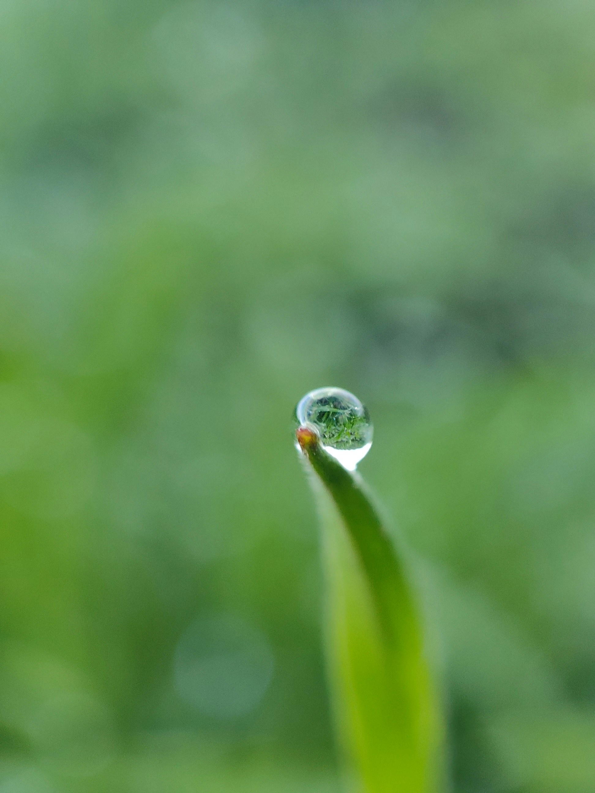 A drop of water sitting on top of a green leaf photo – Free Ukraine ...