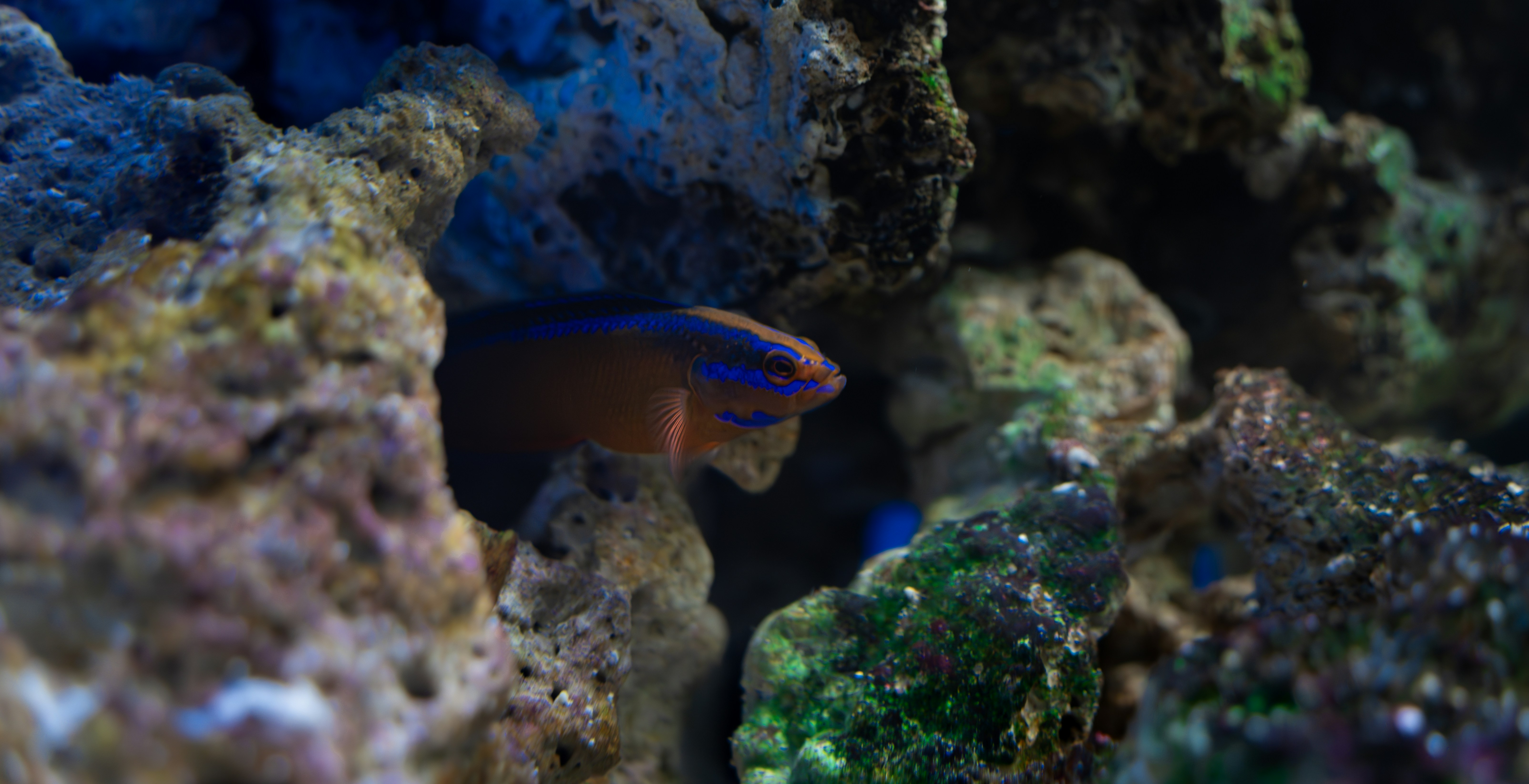 Un poisson qui nage dans l’eau photo – Image gratuite de Zoo de ...