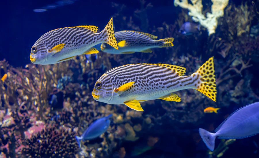 Two striped, yellow-tailed reef fish swim in front of a dark coral backdrop, with smaller blue and orange fish nearby.