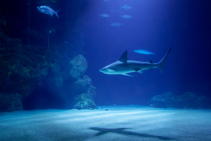 A shark swims through a dim blue aquarium scene with rocks and sandy floor, while smaller fish drift near the surface. Its shadow stretches across the sand below.