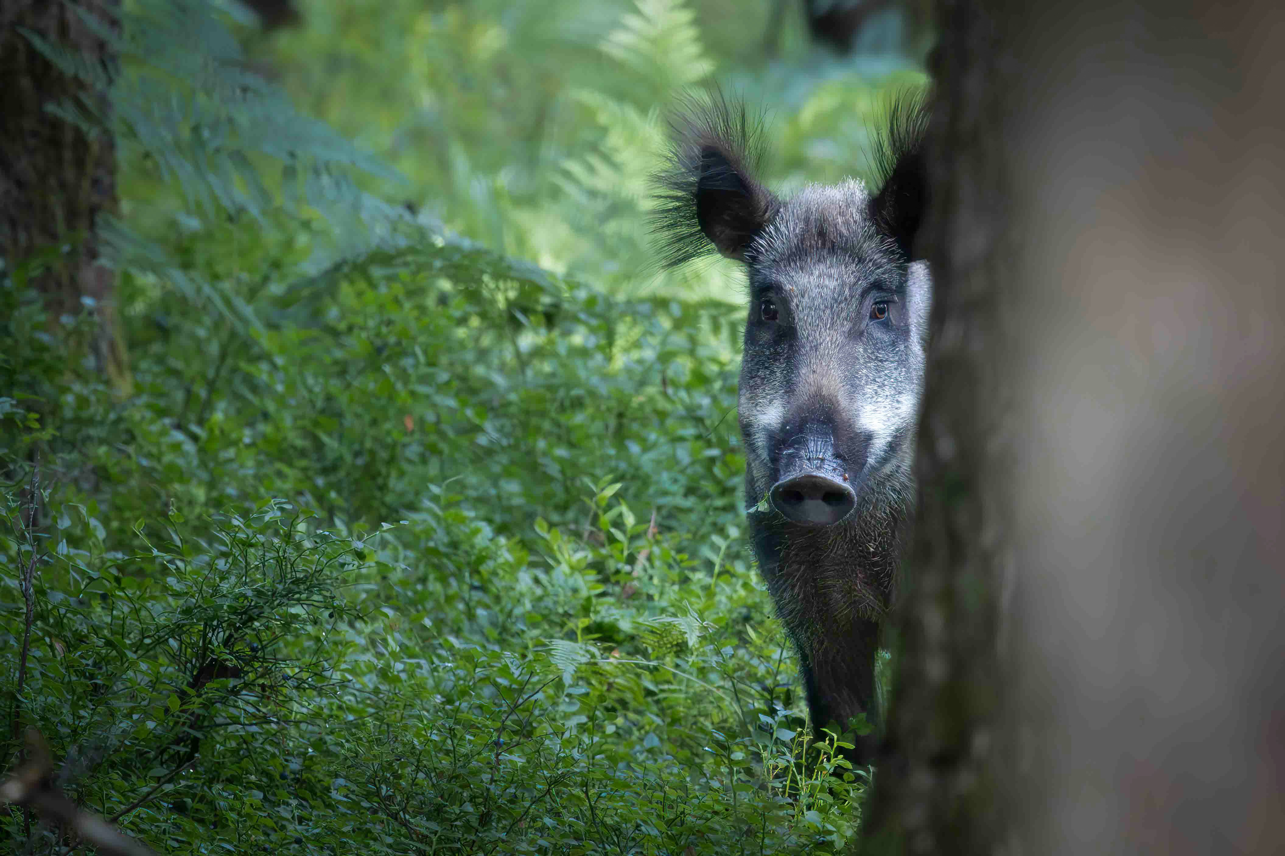 A wild boar walking through a lush green forest photo – Free Nederland ...