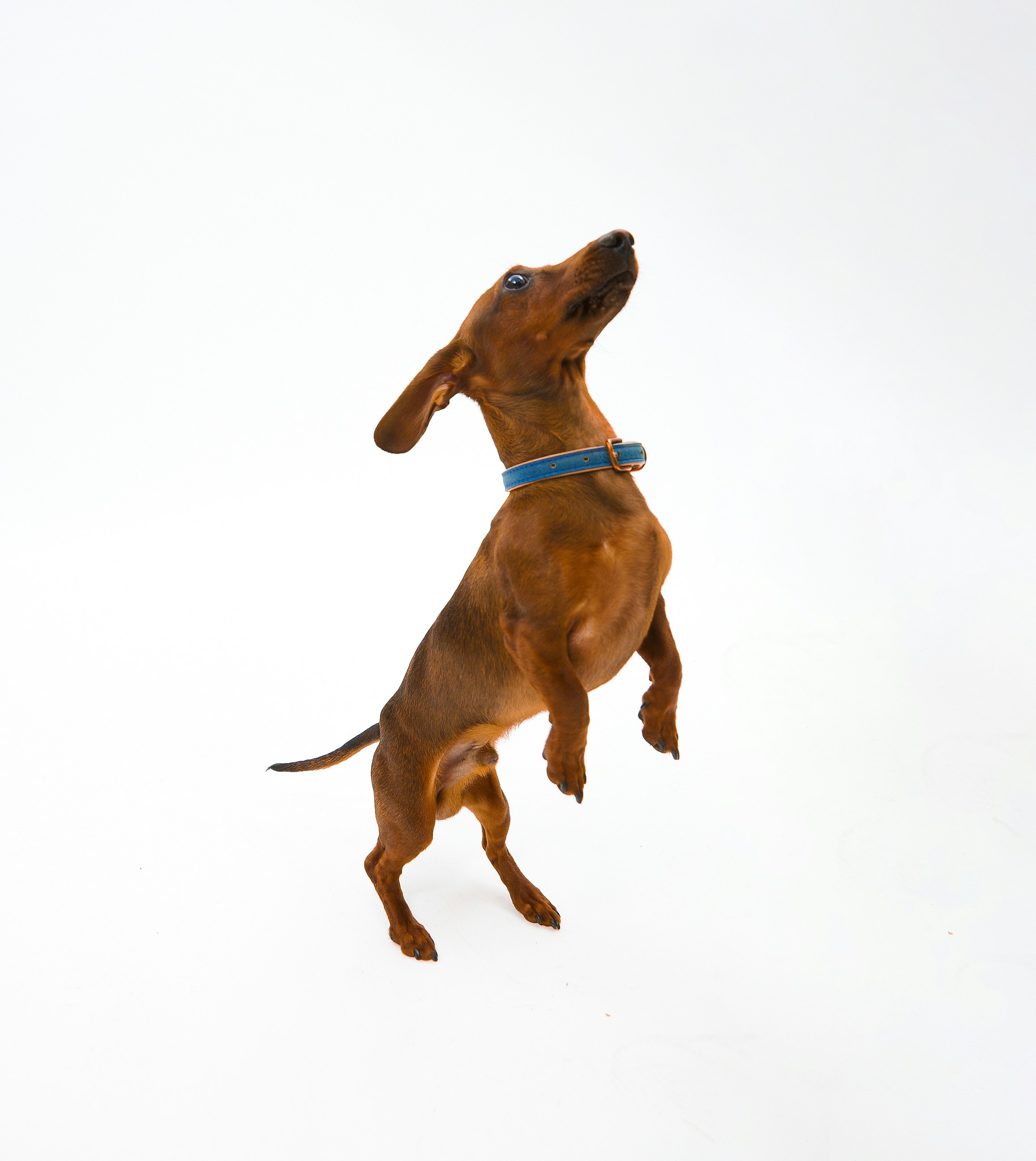 Perro Saltando En El Aire