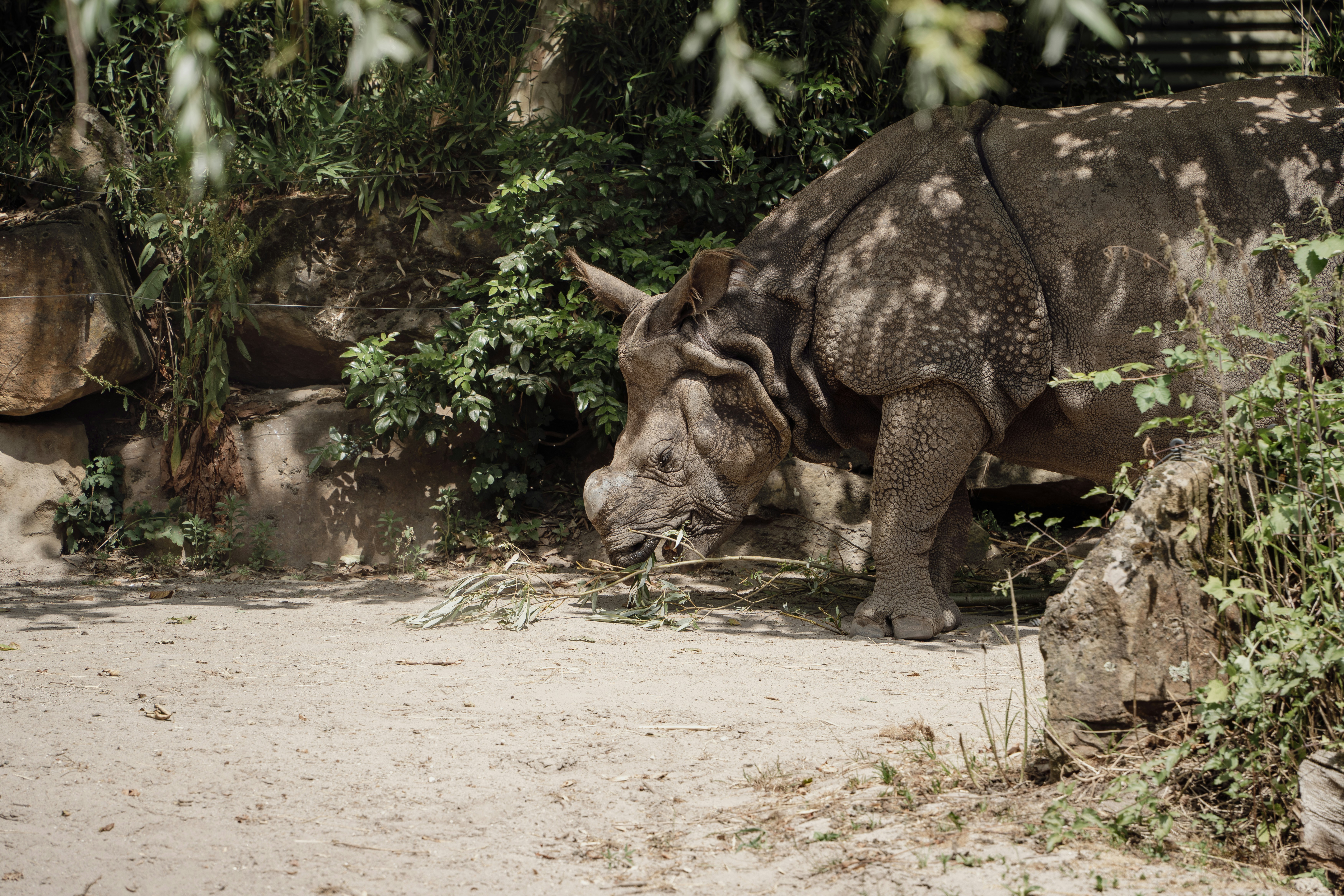 Indian Rhinoceros grazing branches