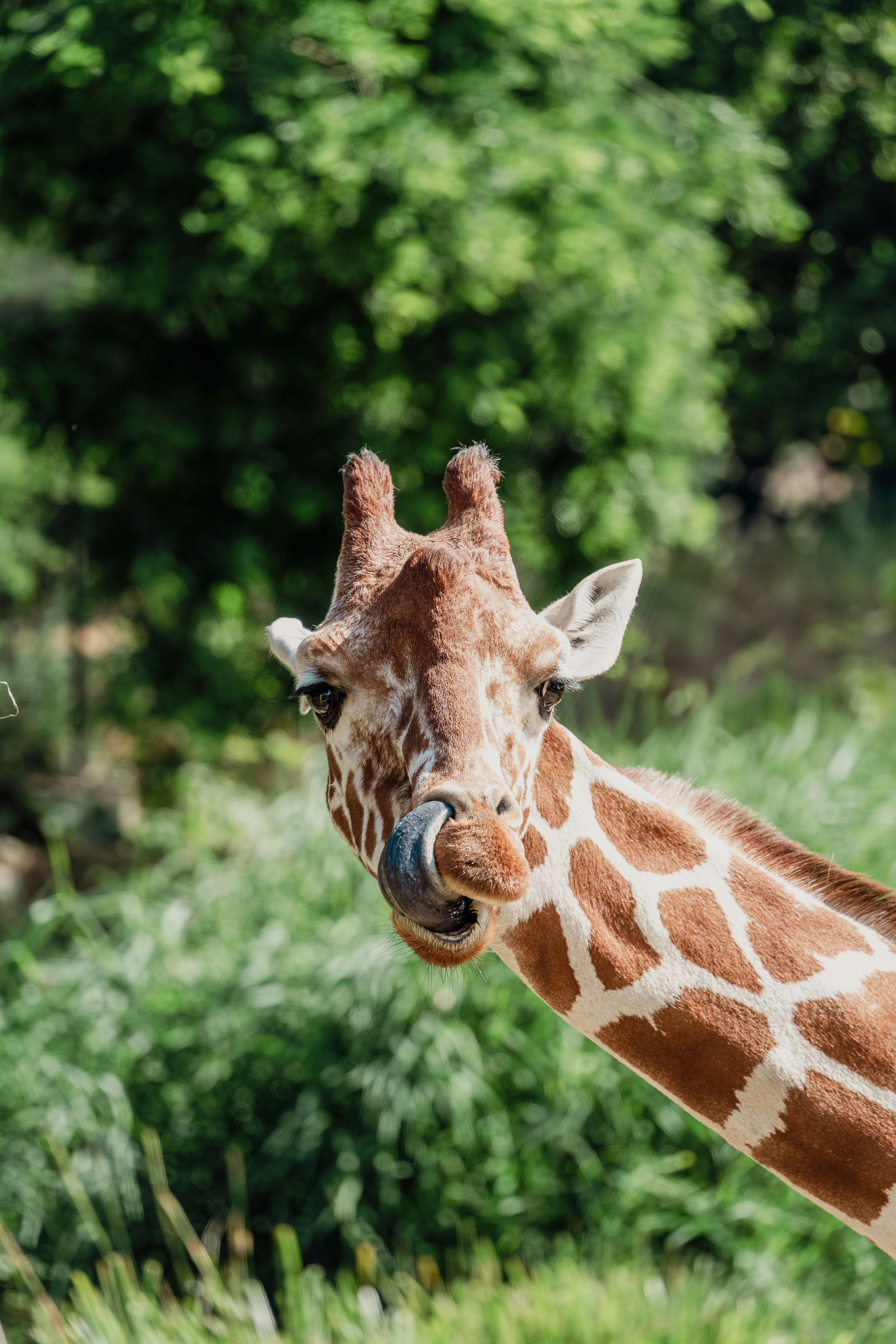 Giraffe licks its own nose