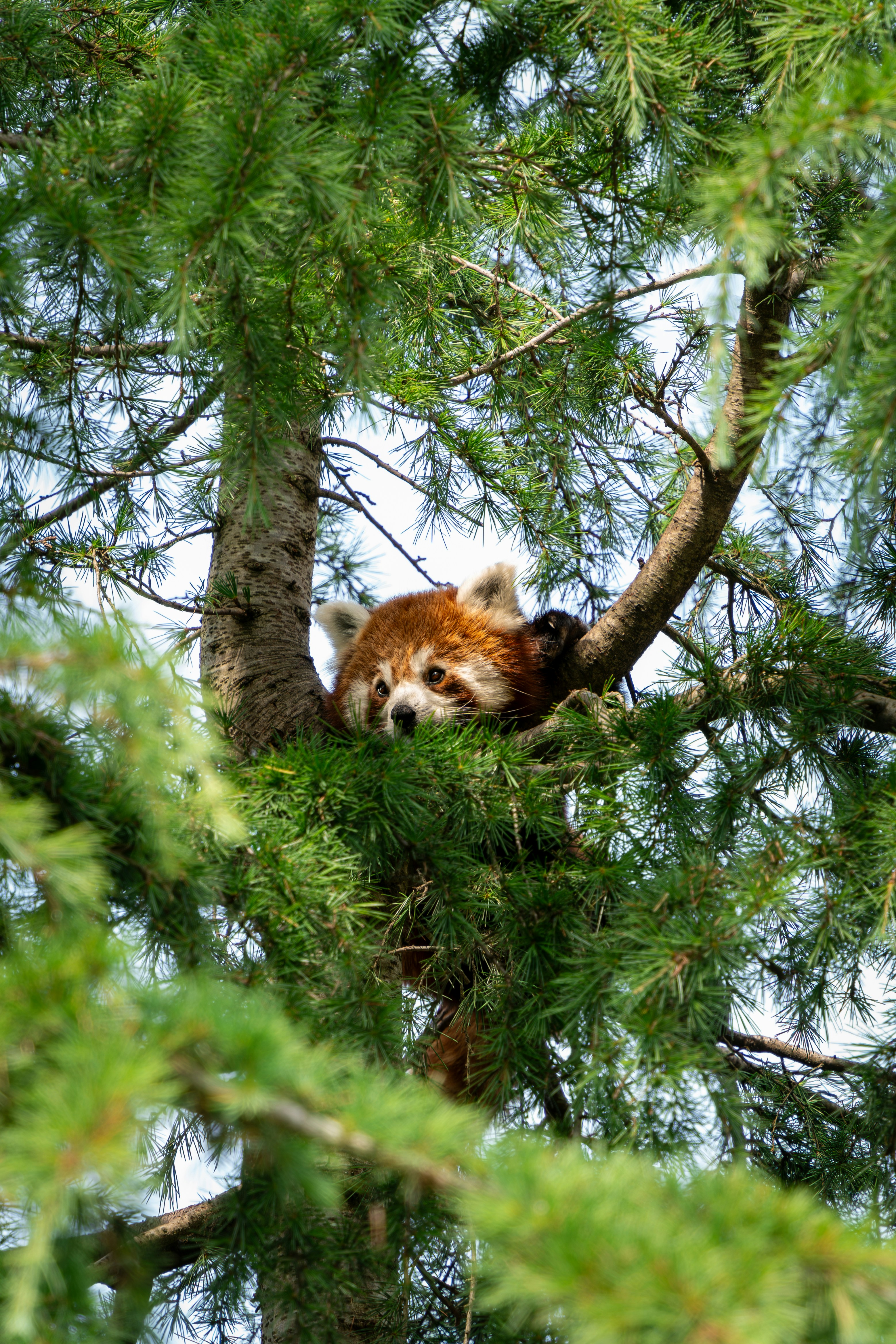 Red Panda Peering Through Pine Needles in a Sunlit Canopy