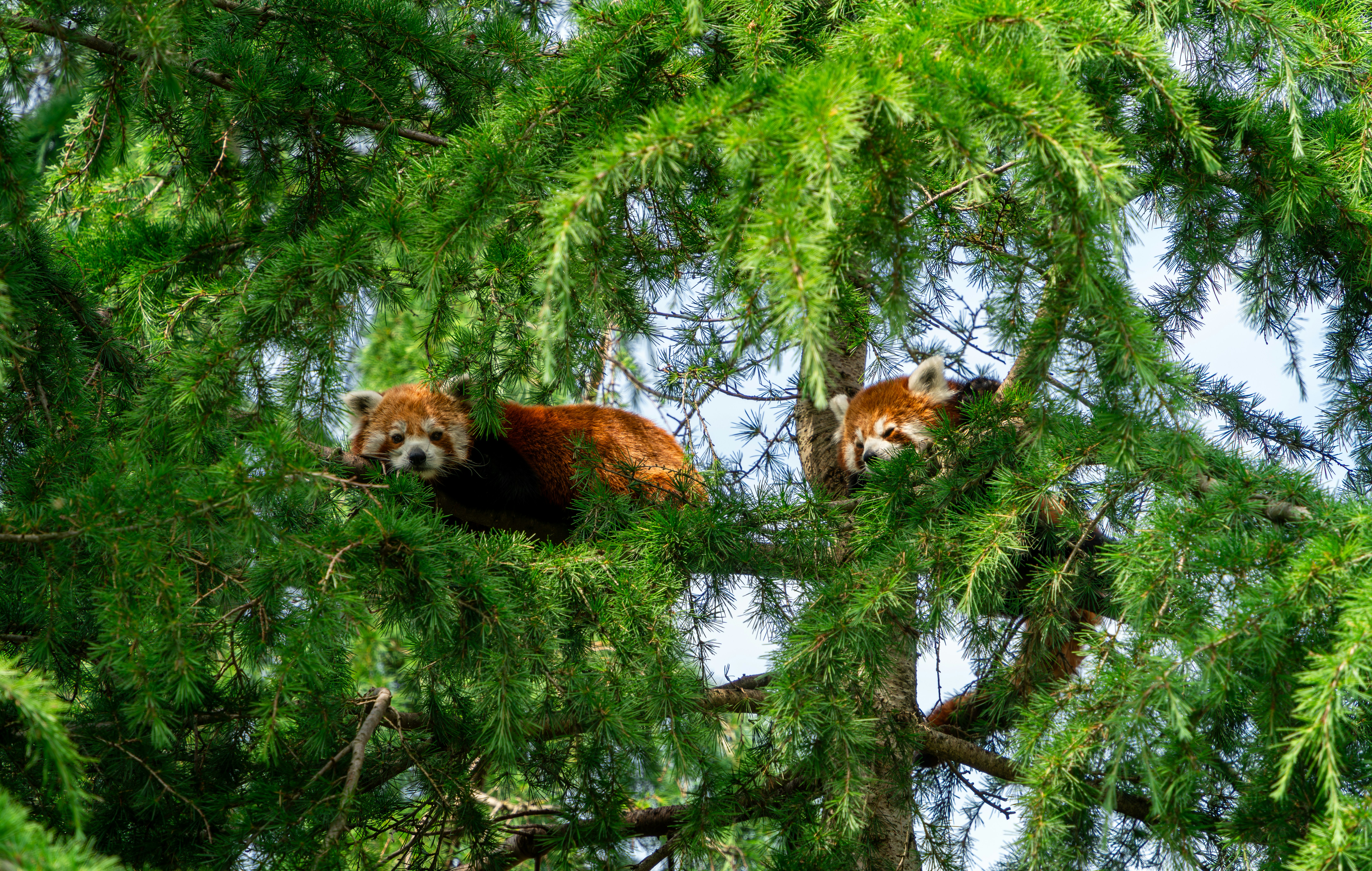 Two red pandas are sitting in a tree photo – Free Rotterdam Image on ...