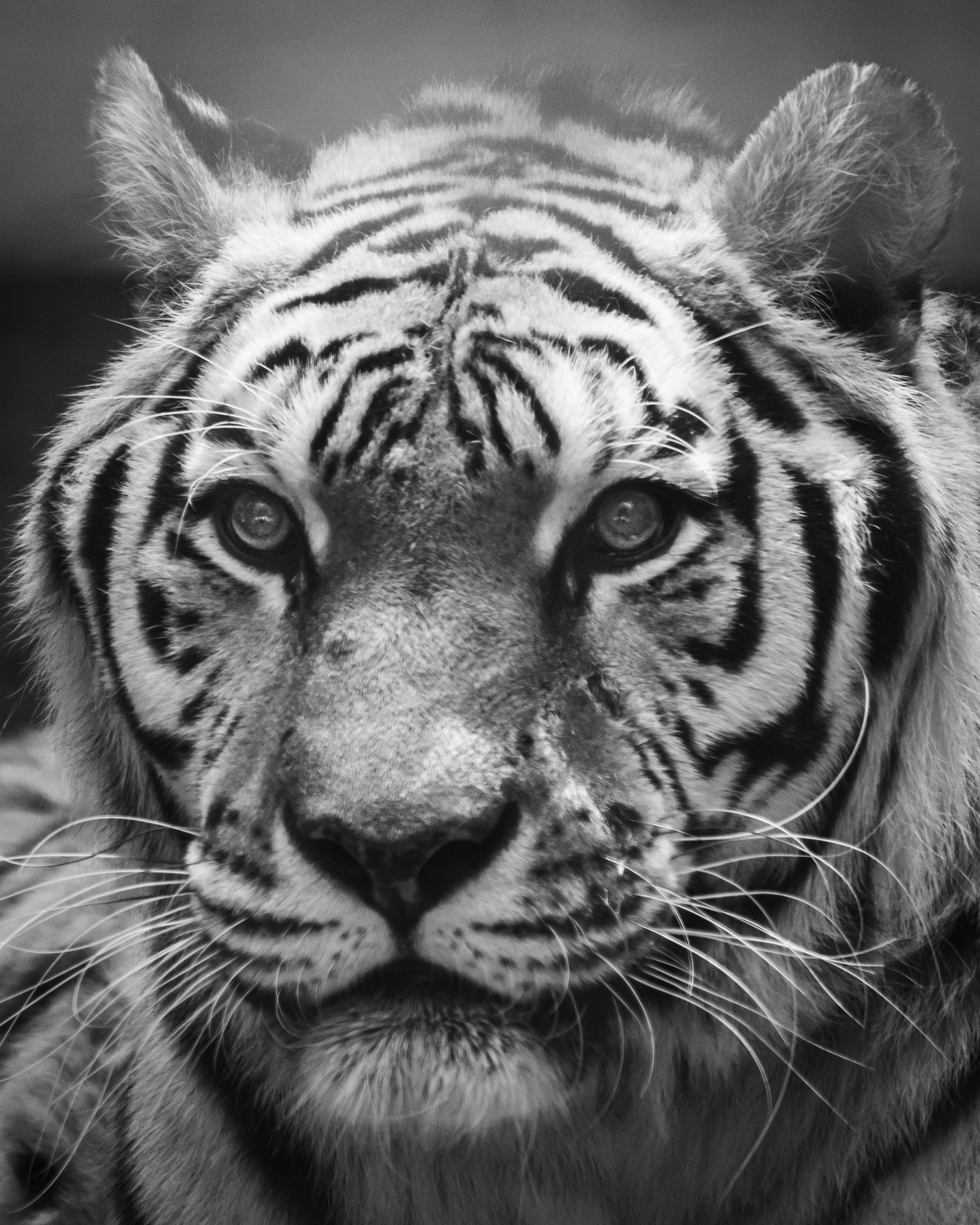 Monochrome Gaze: A Tiger's Close-Up Portrait