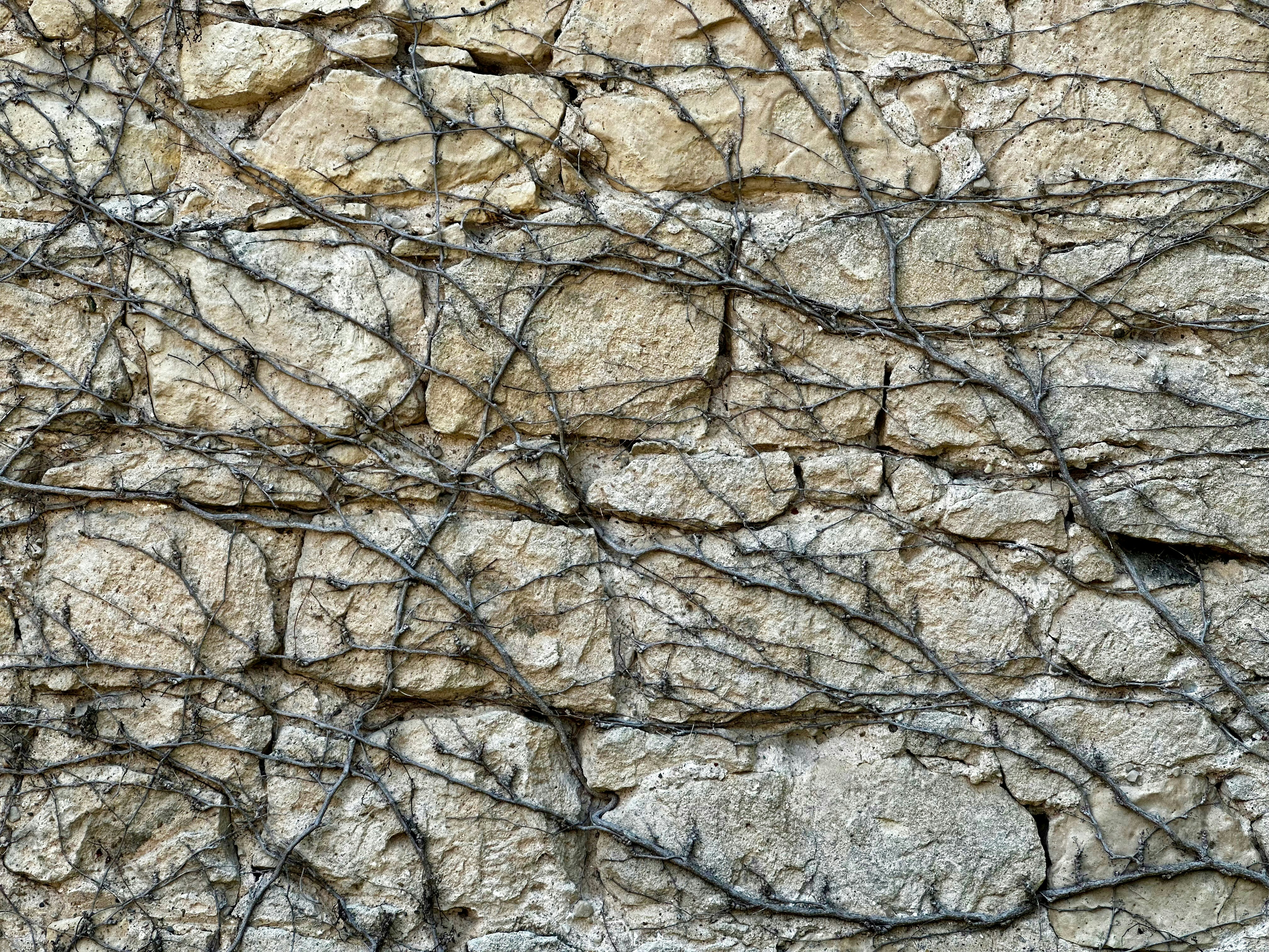 Veined Limestone Wall: A Quiet Tangle of Stone and Shadow
