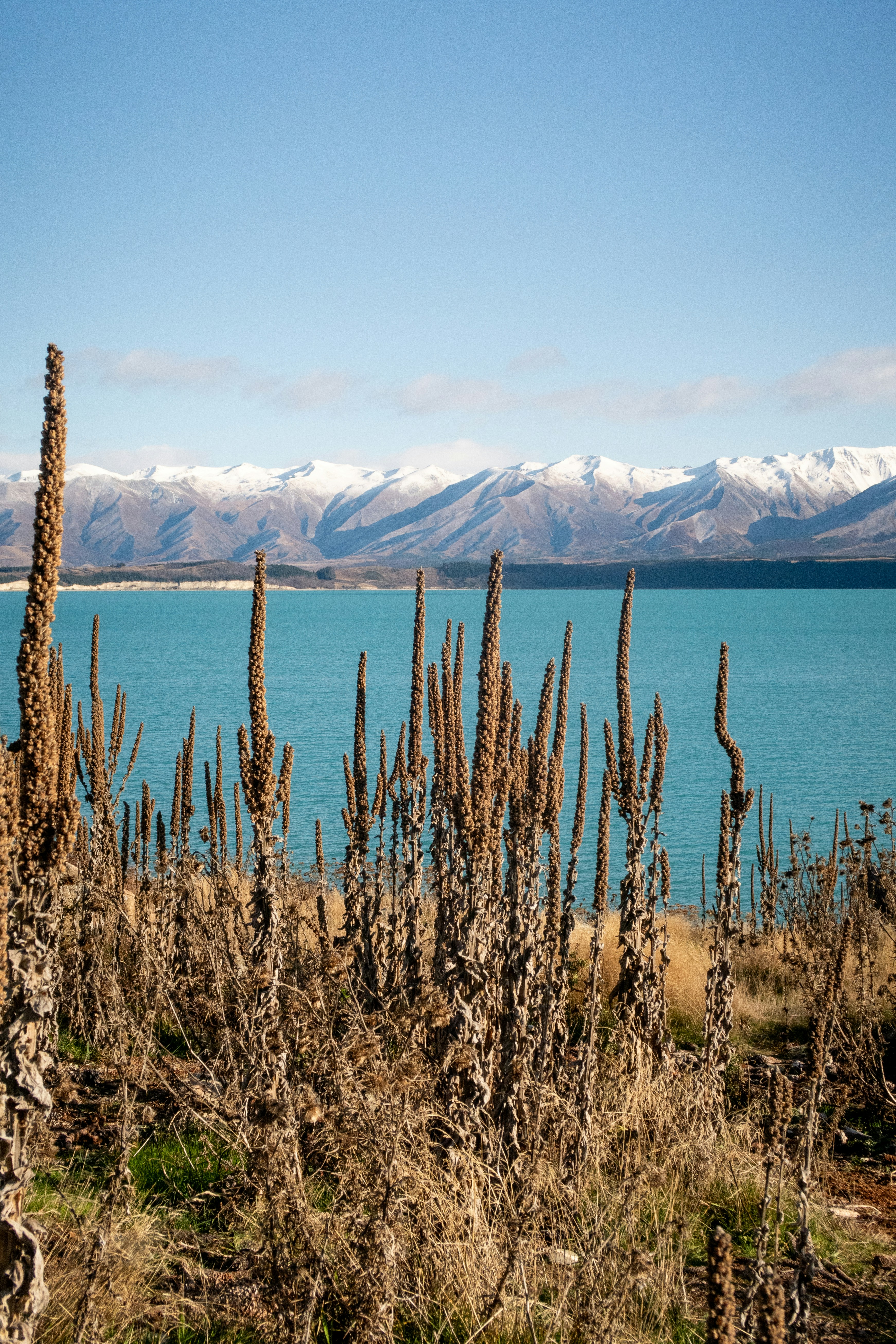 Deserted stalks by a glacial blue lake