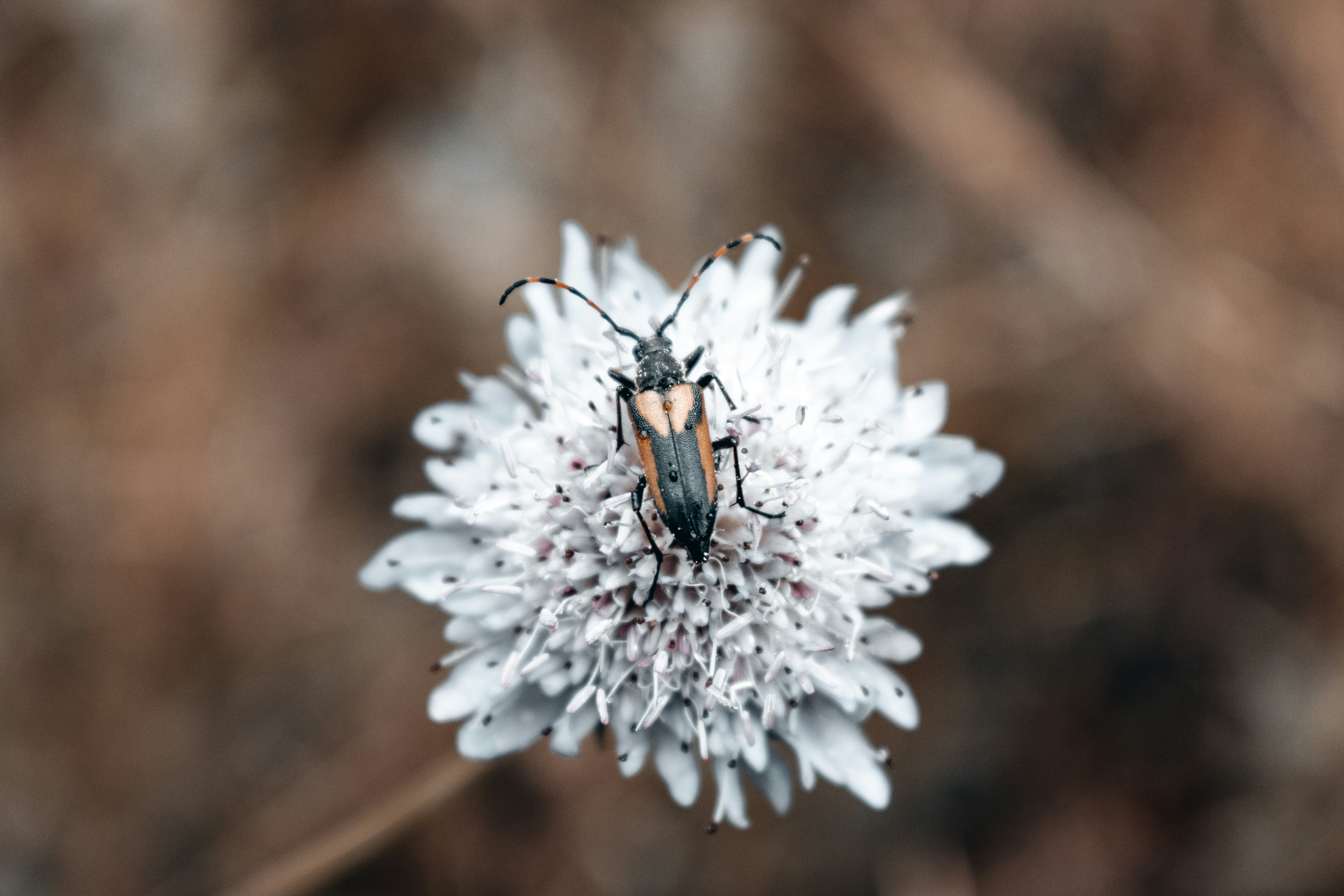 Center of Bloom: A Beetle on a Frosted Head