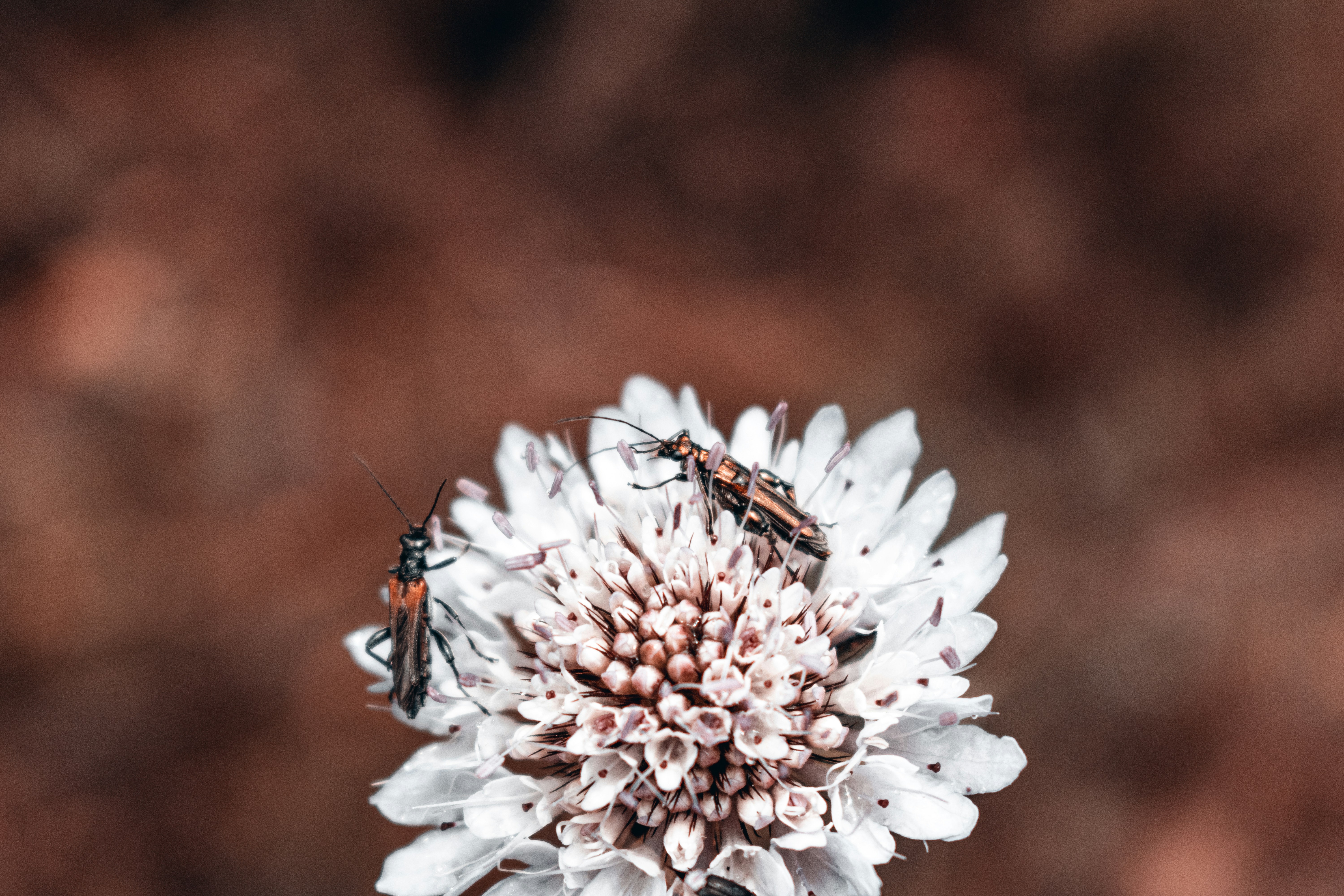 Two Tiny Inhabitants on a Cream-White Globe Flower