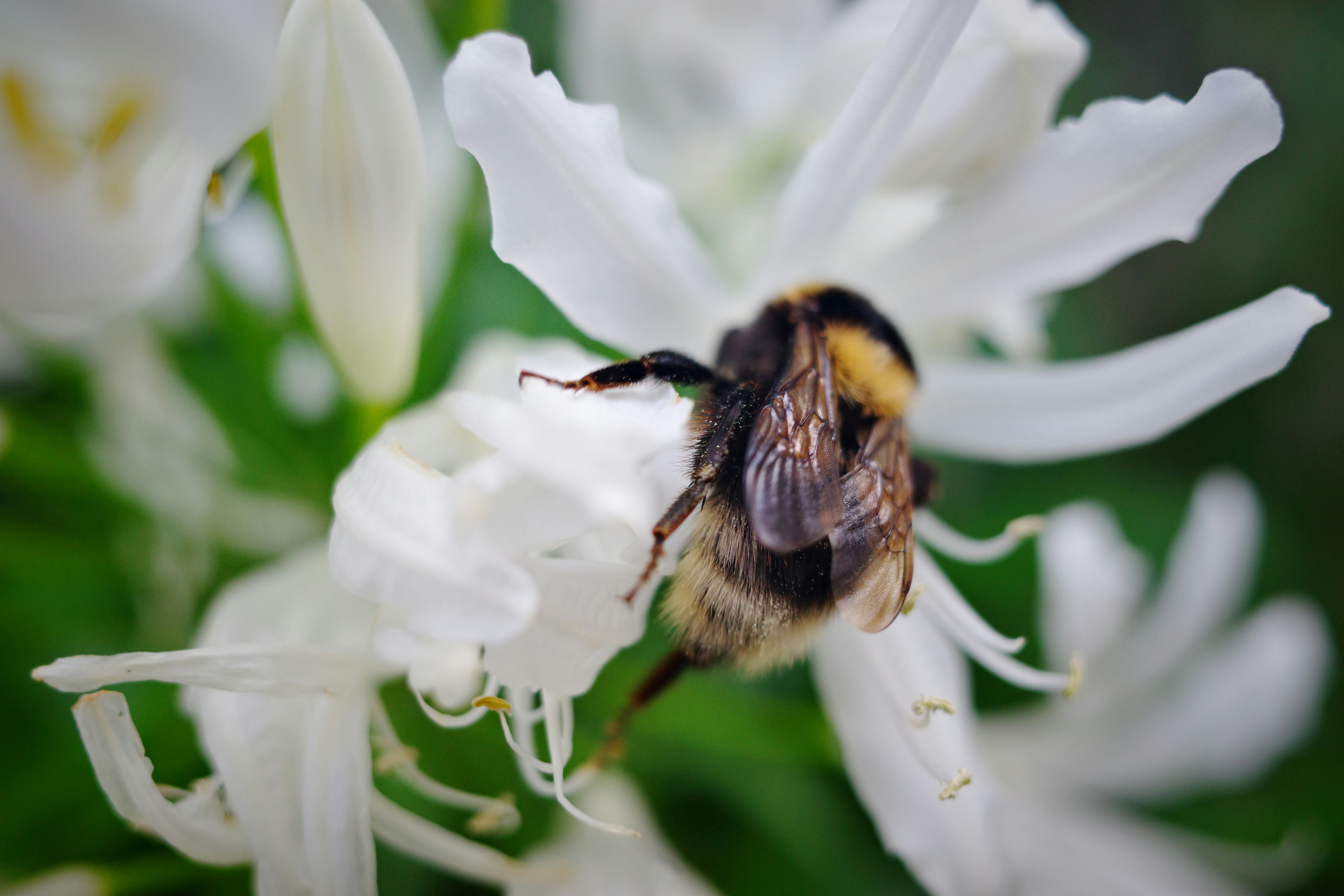 Dance of the Bumblebee Among Blossoms
