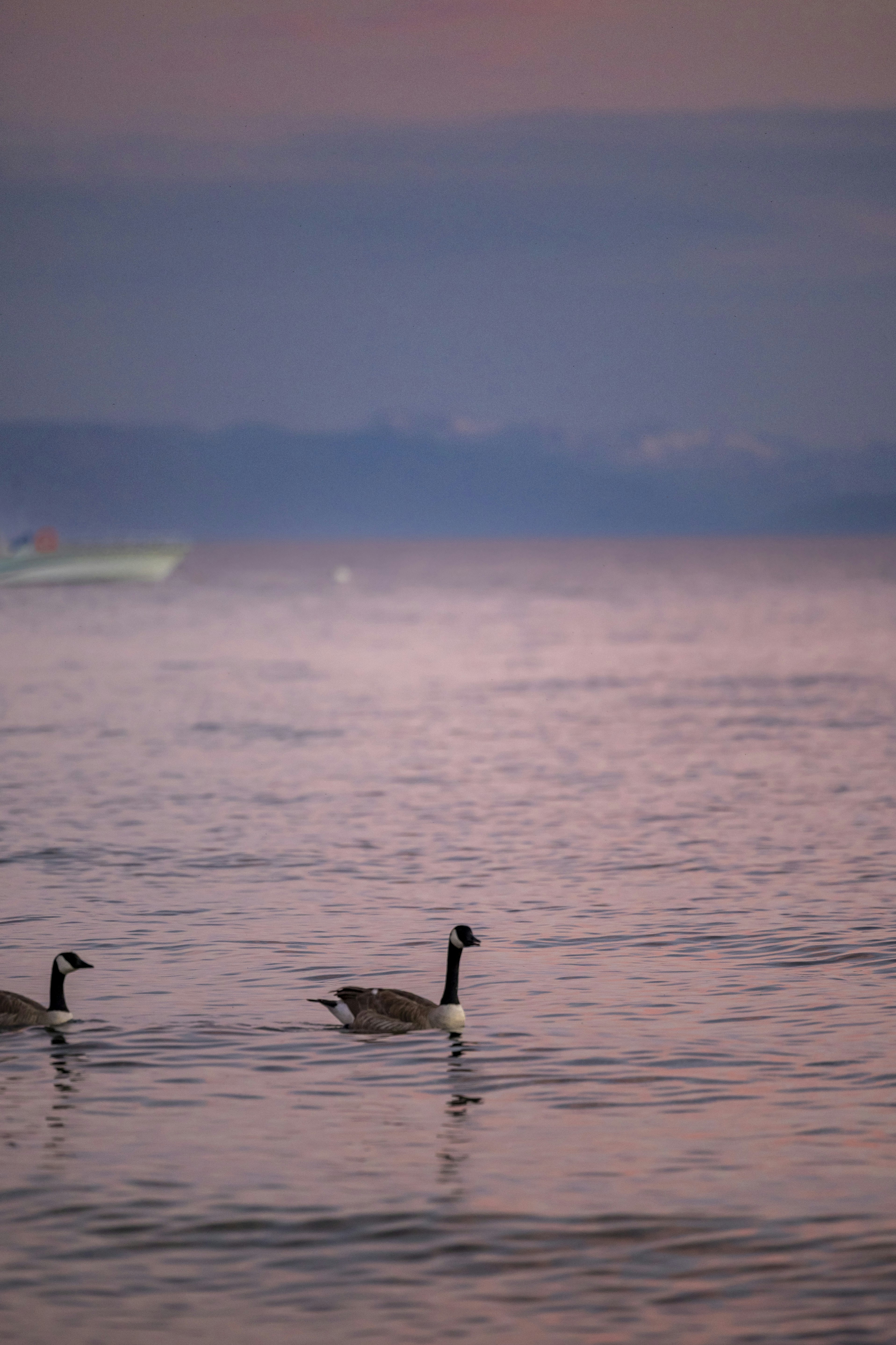 Evening Flight: A Pair of Geese Drift Across a Pink-Hued Lake